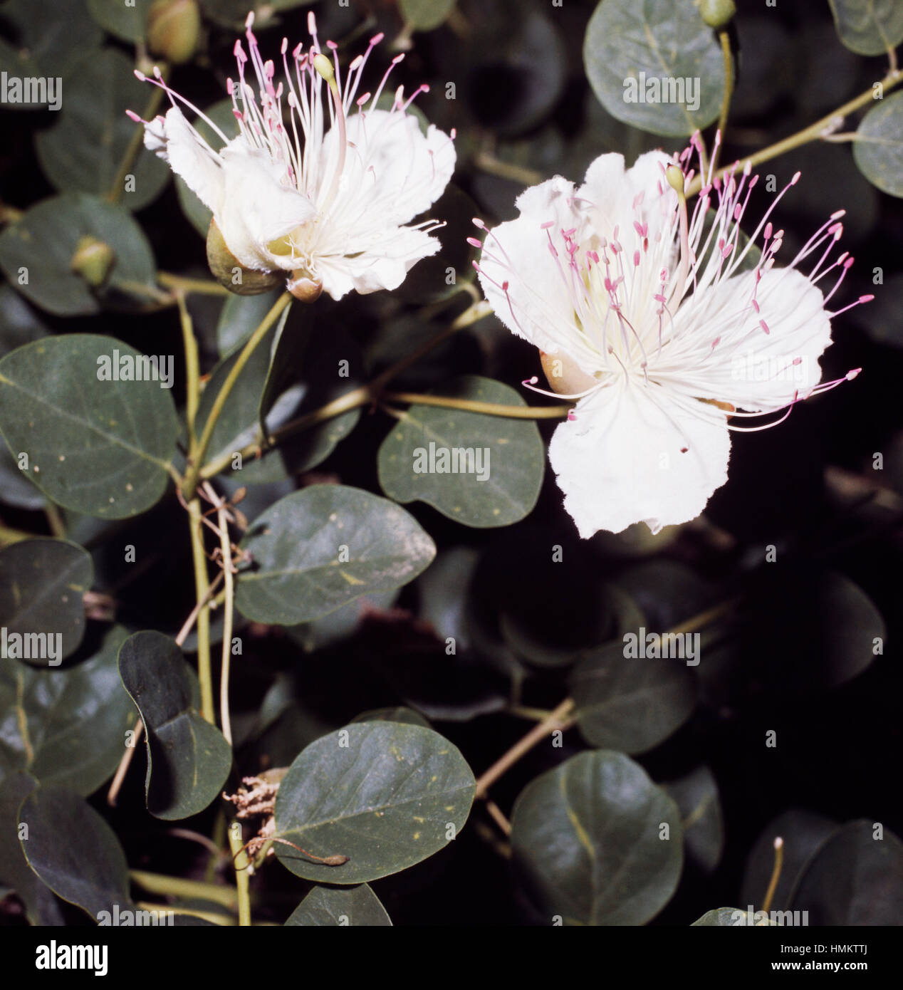 Caper blossom capparis spinosa hi-res stock photography and images - Alamy