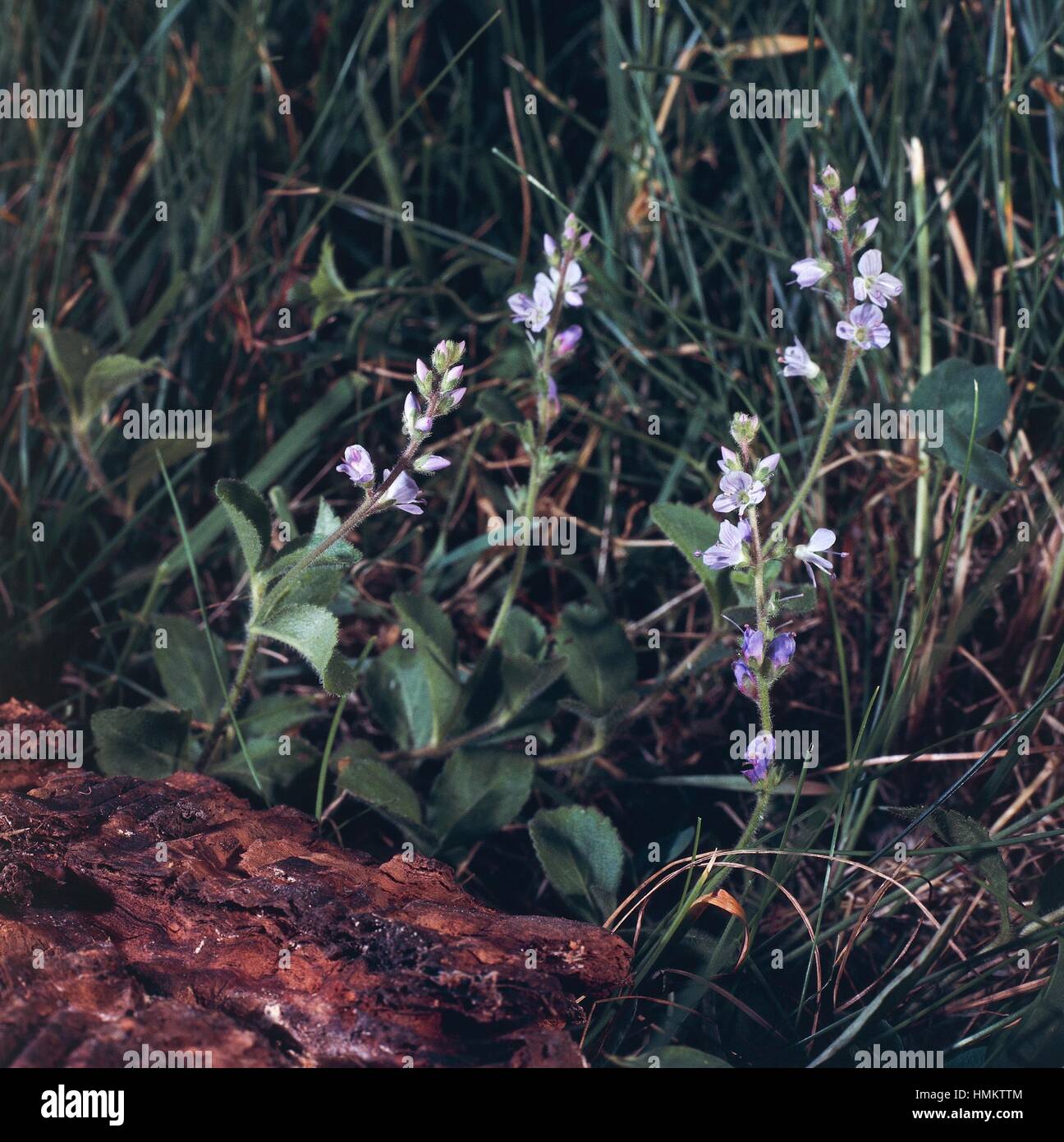 Common gypsyweed hi-res stock photography and images - Alamy