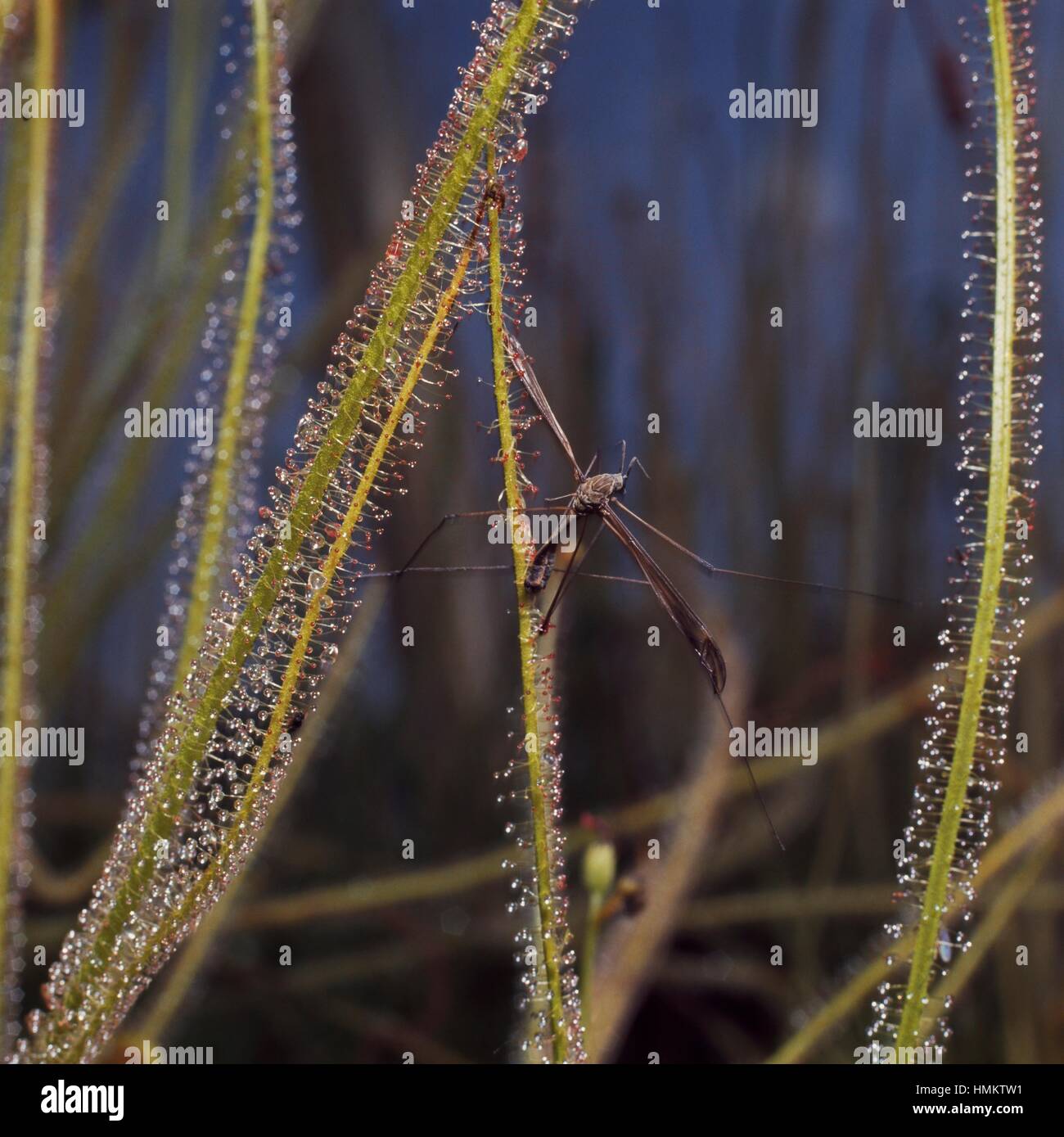 Tracy's hi-res stock photography and images - Alamy