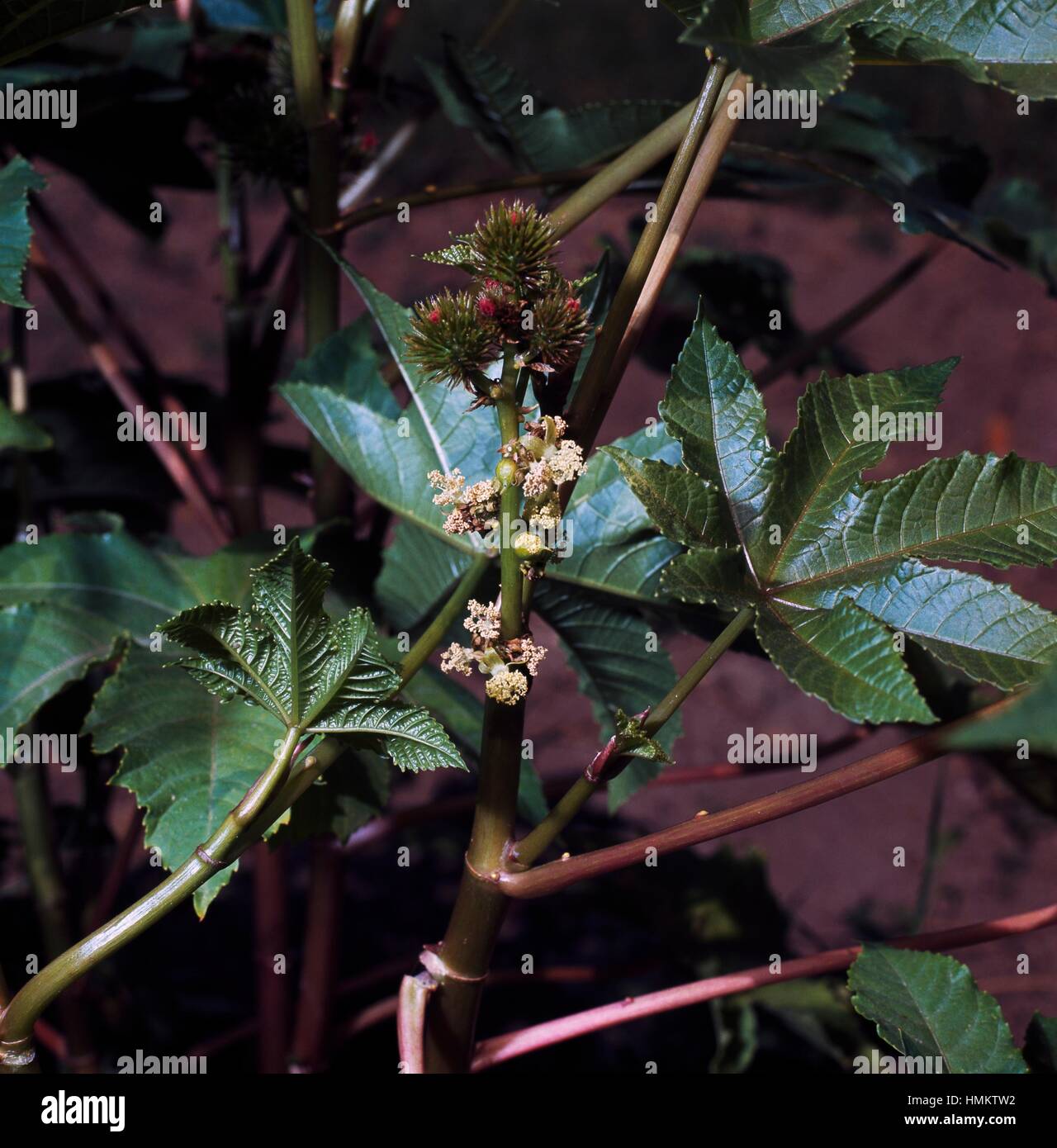 Purple pitcherplant sarracenia purpurea hi-res stock photography and ...