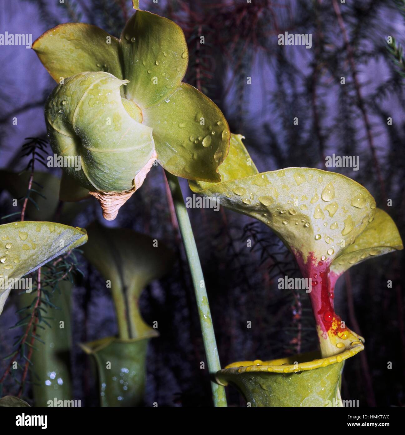 Yellow Pitcherplant leaves (Sarracenia flavia), Sarraceniaceae Stock ...