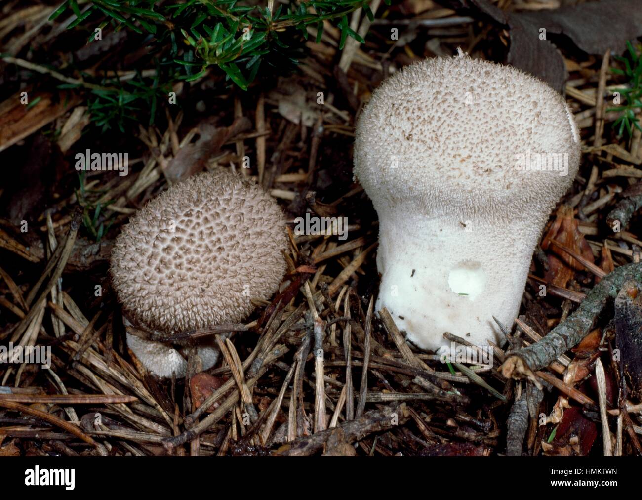 Devils snuff box lycoperdon perlatum hi-res stock photography and ...