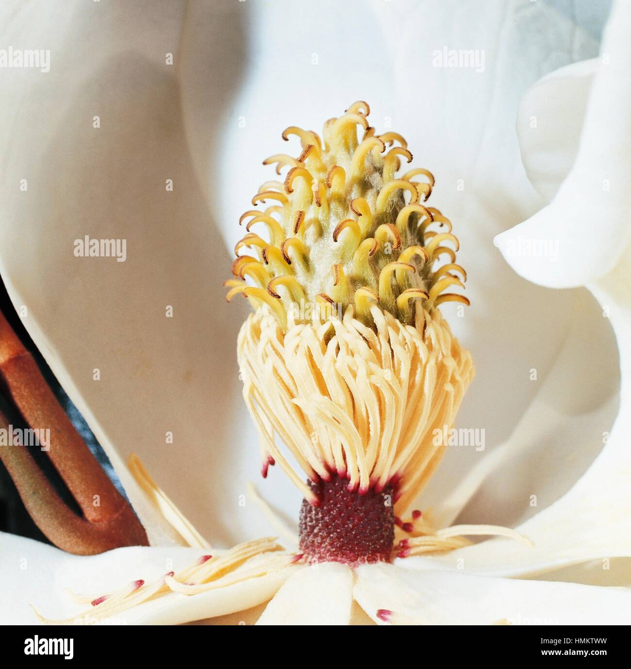 Perianth of a magnolia flower (Magnolia sp), Magnoliaceae Stock Photo ...