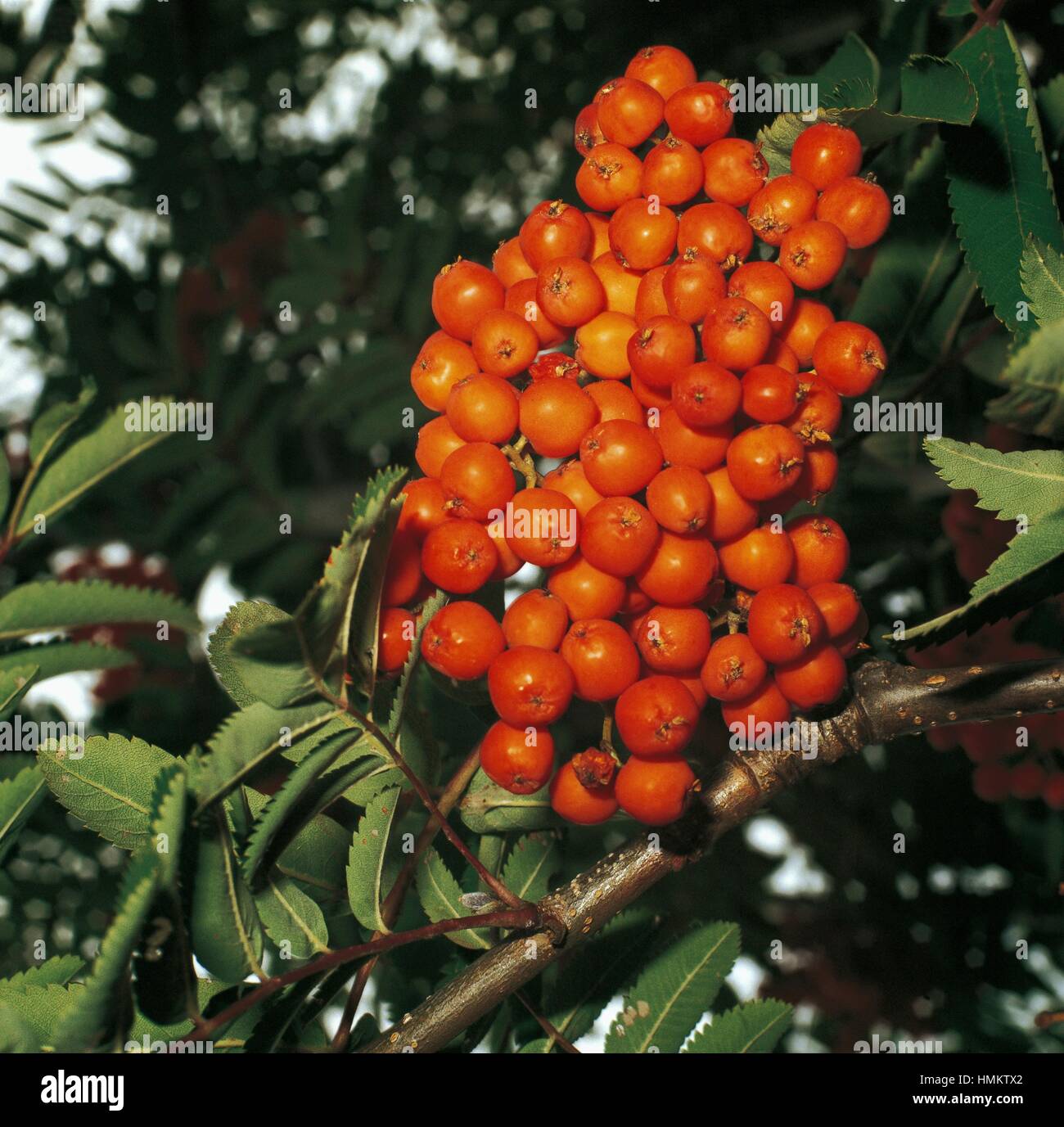 Mountain Ash leaves (Sorbus aucuparia), Rosaceae Stock Photo - Alamy