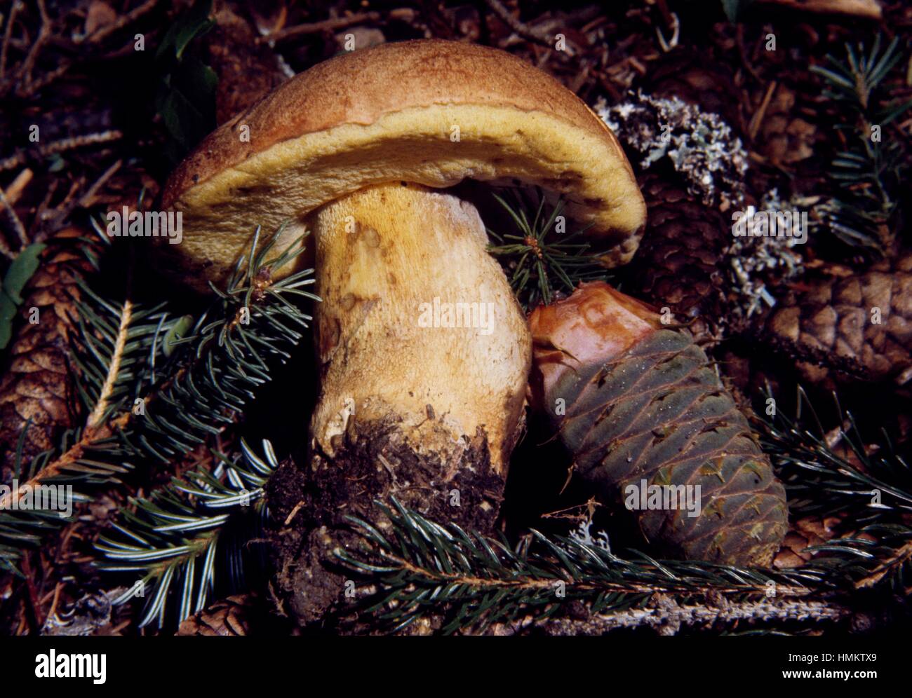 Regal or Butter bolete (Boletus regius), Boletaceae Stock Photo - Alamy