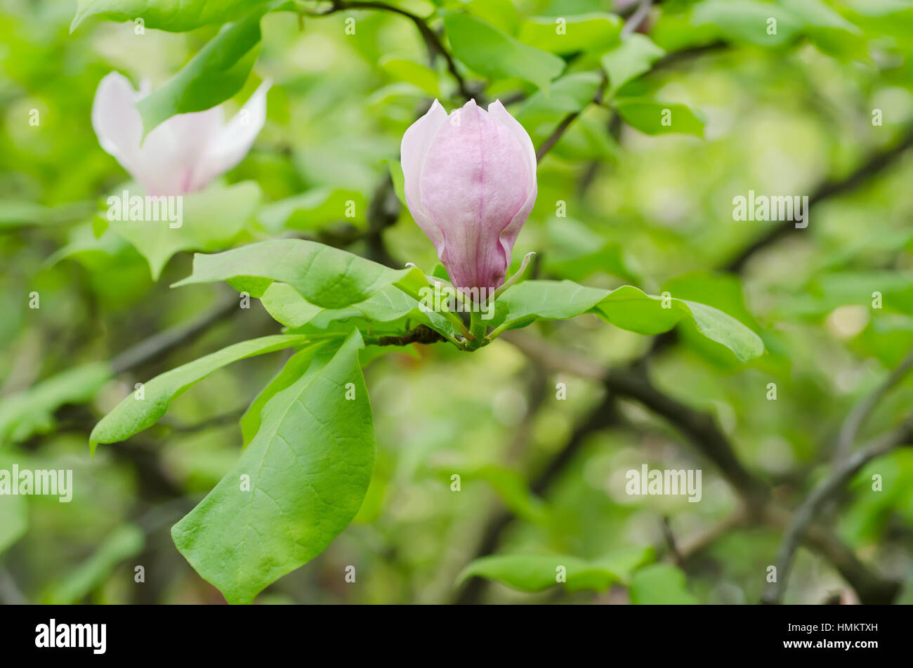 Magnolia spring flowers Stock Photo - Alamy