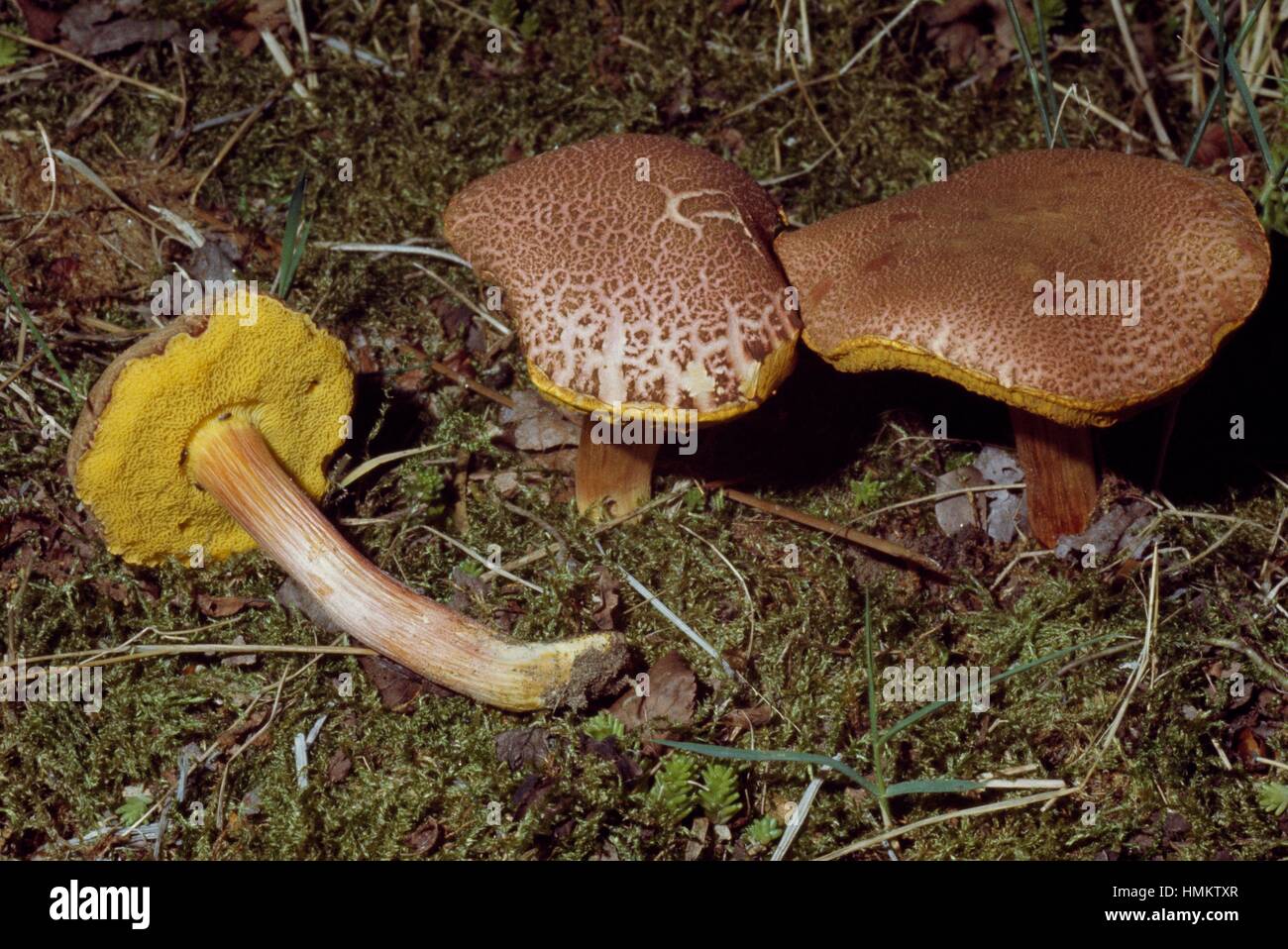 Red Cracking Bolete (Boletus chrysenteron), Boletaceae Stock Photo - Alamy