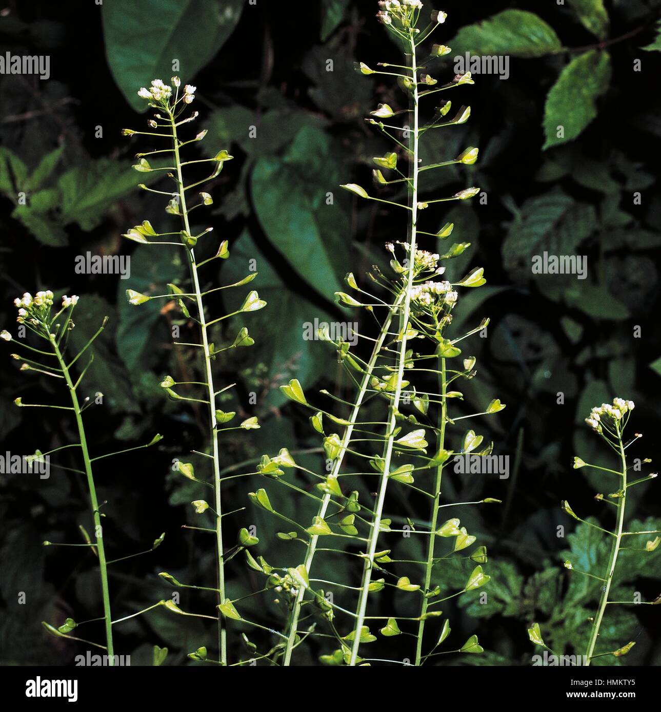 Shepherd's-purse seed pods (Capsella bursa-pastoris), Brassicaceae ...