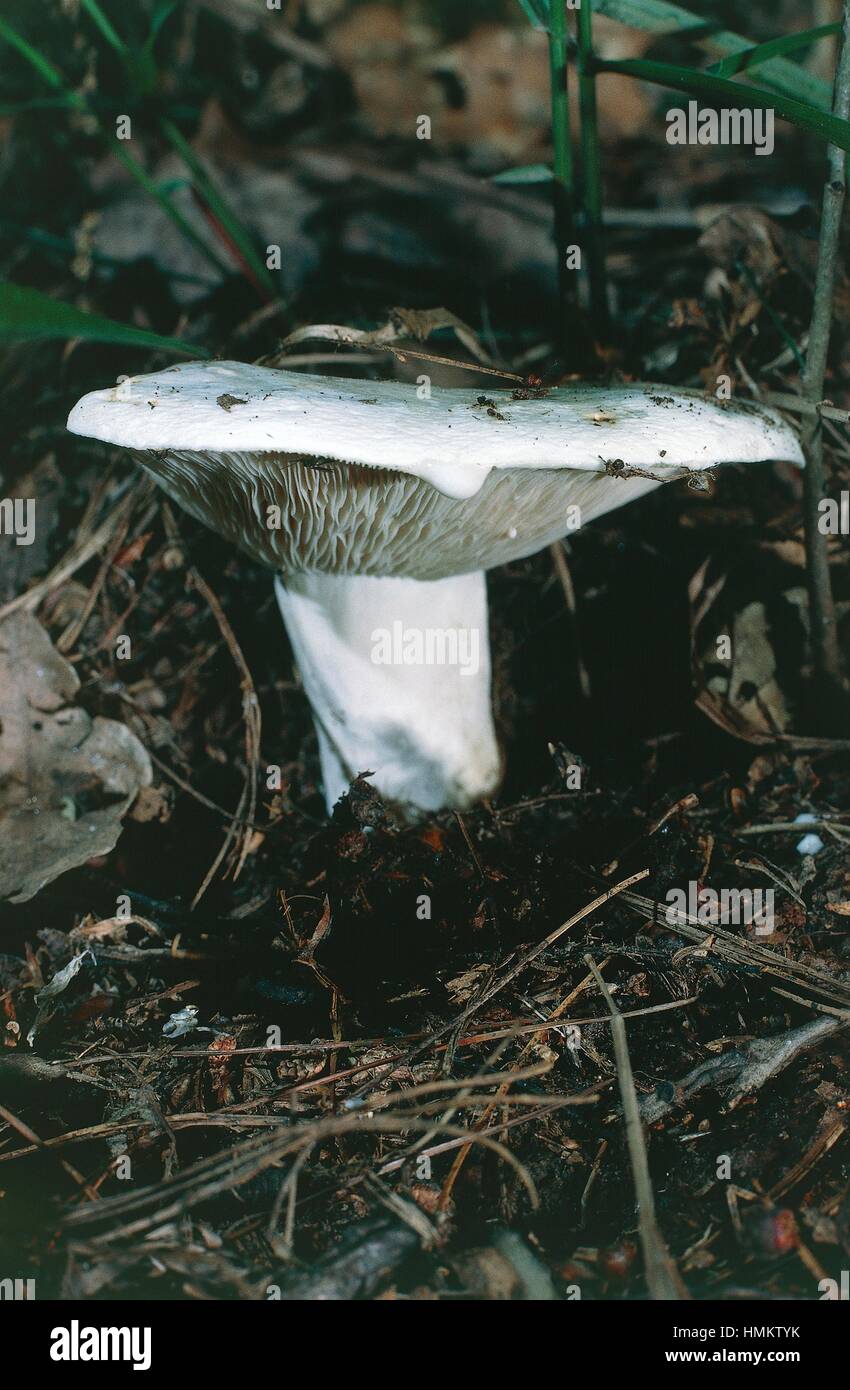 Woolly milkcap hi-res stock photography and images - Alamy