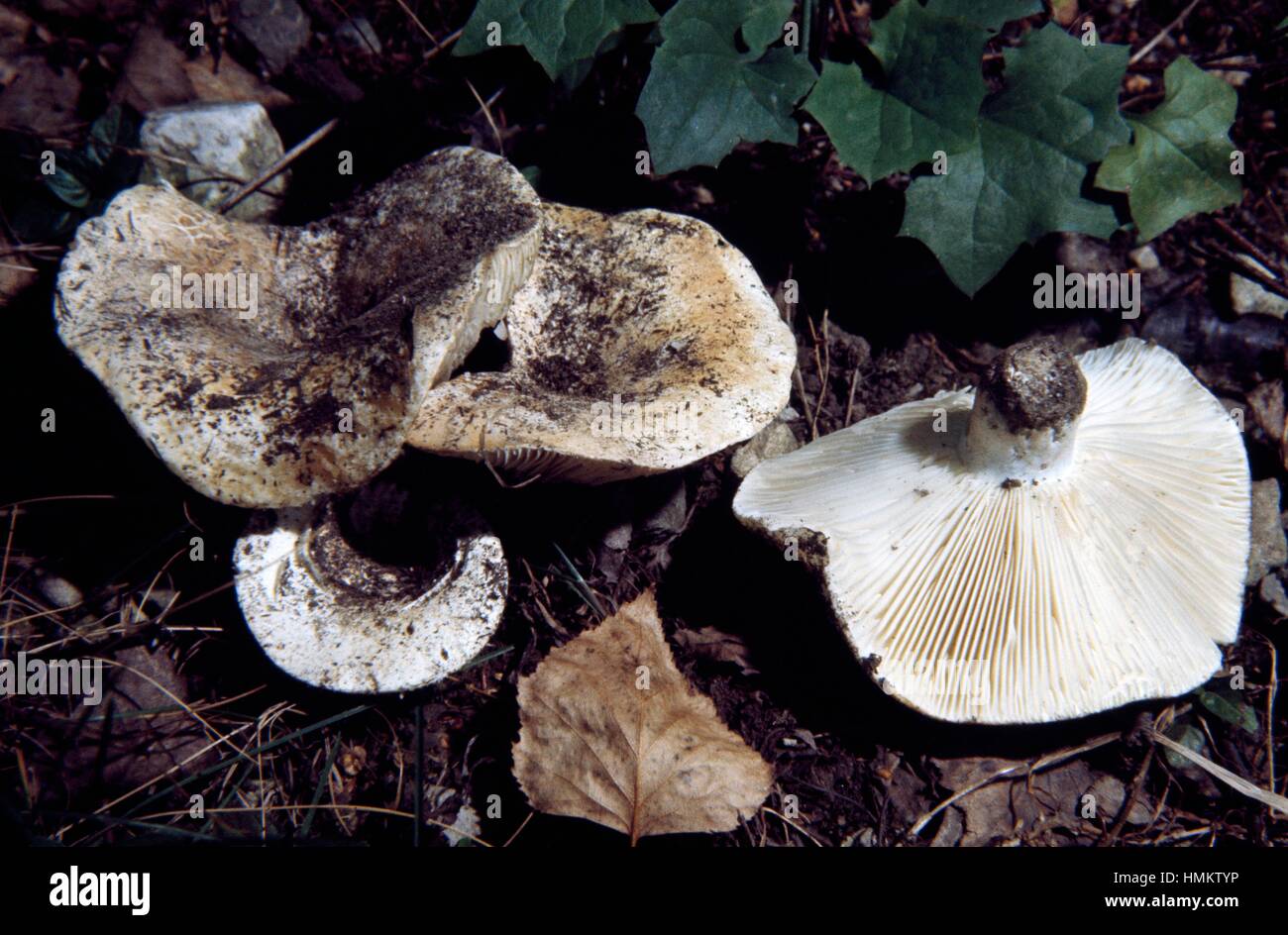 Milk-white brittlegill (Russula delica), Russulaceae Stock Photo - Alamy