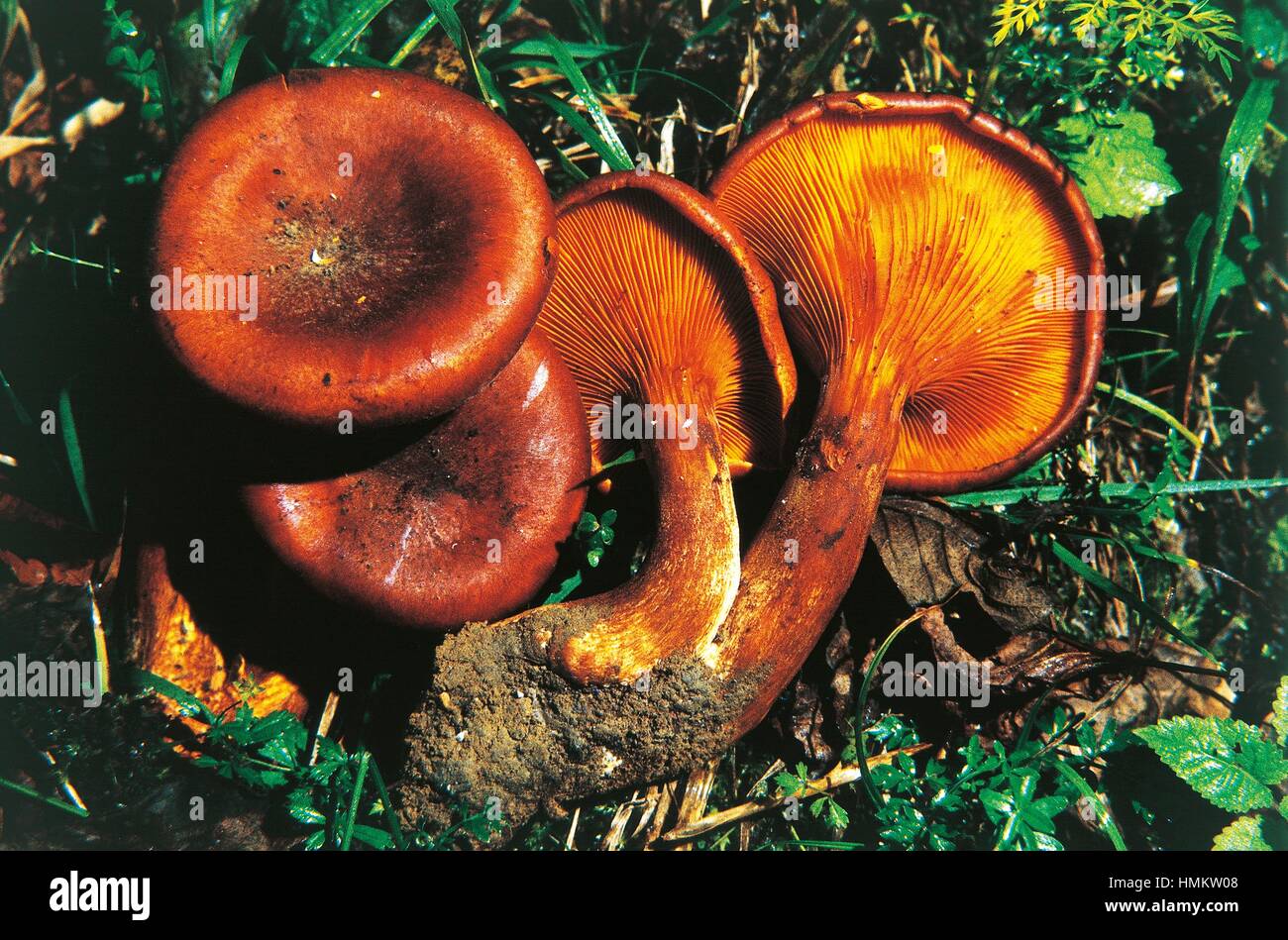 Clitocybe of the olive-tree (Clitocybe olearia or Omphalotus Olearius ...