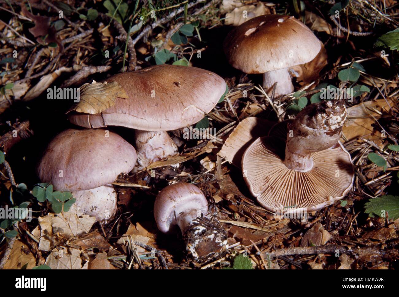 Cortinarius variicolor, Cortinariaceae Stock Photo - Alamy