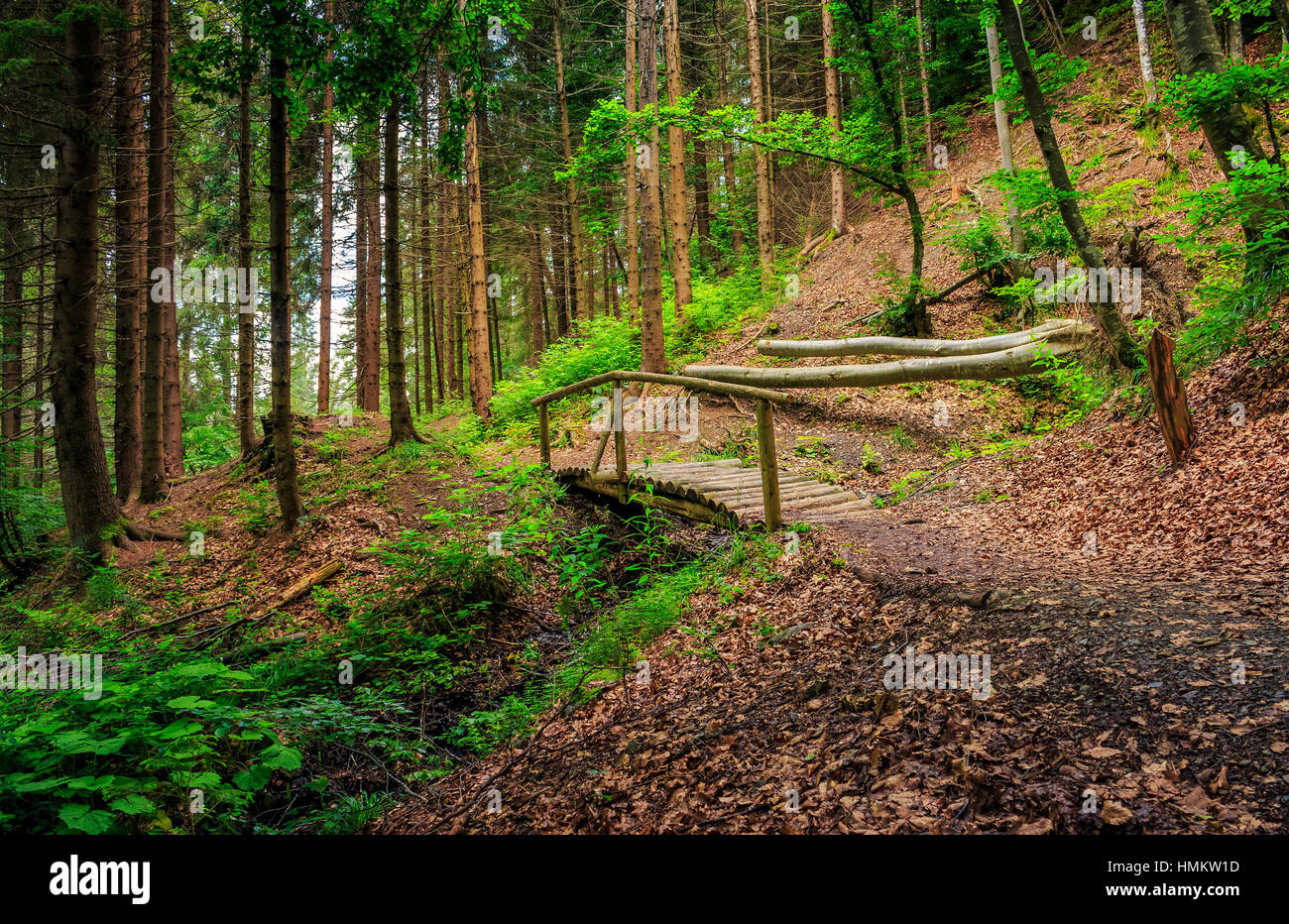 wooden bridge on the foot path in pine forest Stock Photo - Alamy