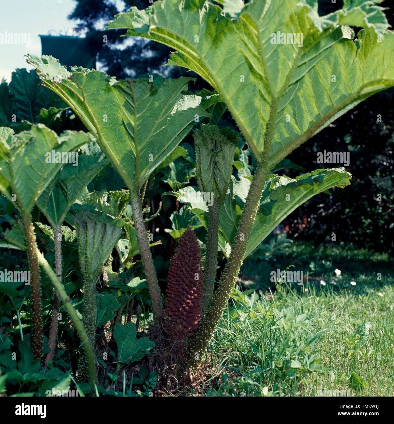 Gunnera manicata, Gunneraceae Stock Photo - Alamy