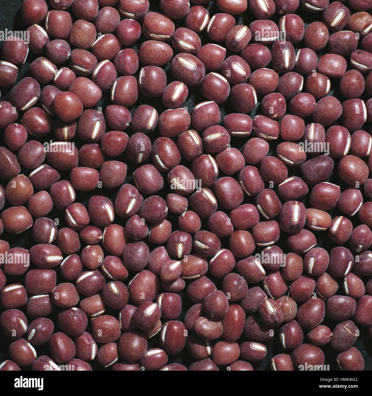 Botany - Fabaceae - Soy seeds Stock Photo - Alamy