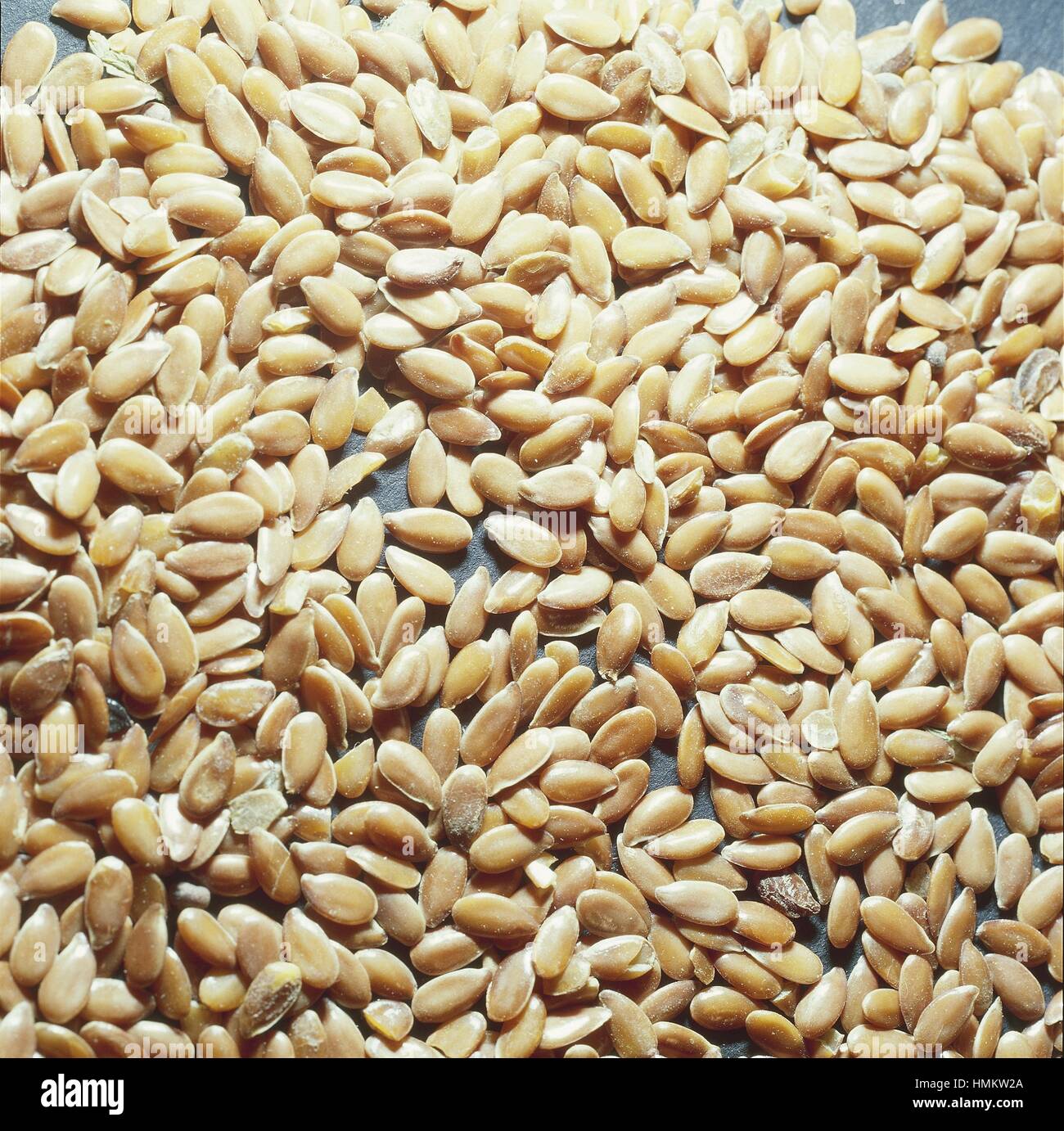 Botany - Linaceae - Common flax seeds (Linum usitatissimum Stock Photo ...