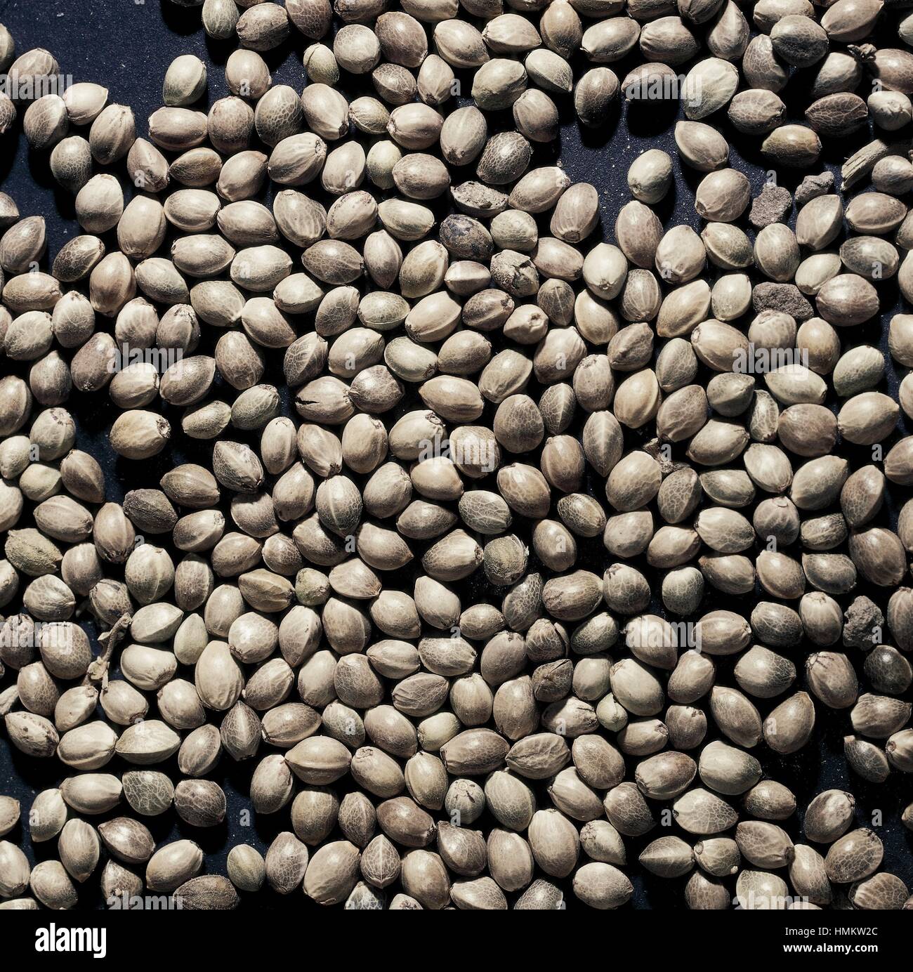 Botany - Cannabaceae - Cannabis sativa seeds Stock Photo - Alamy