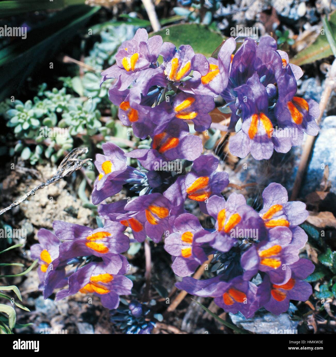 Alpine toadflax (Linaria alpina), Plantaginaceae Stock Photo - Alamy