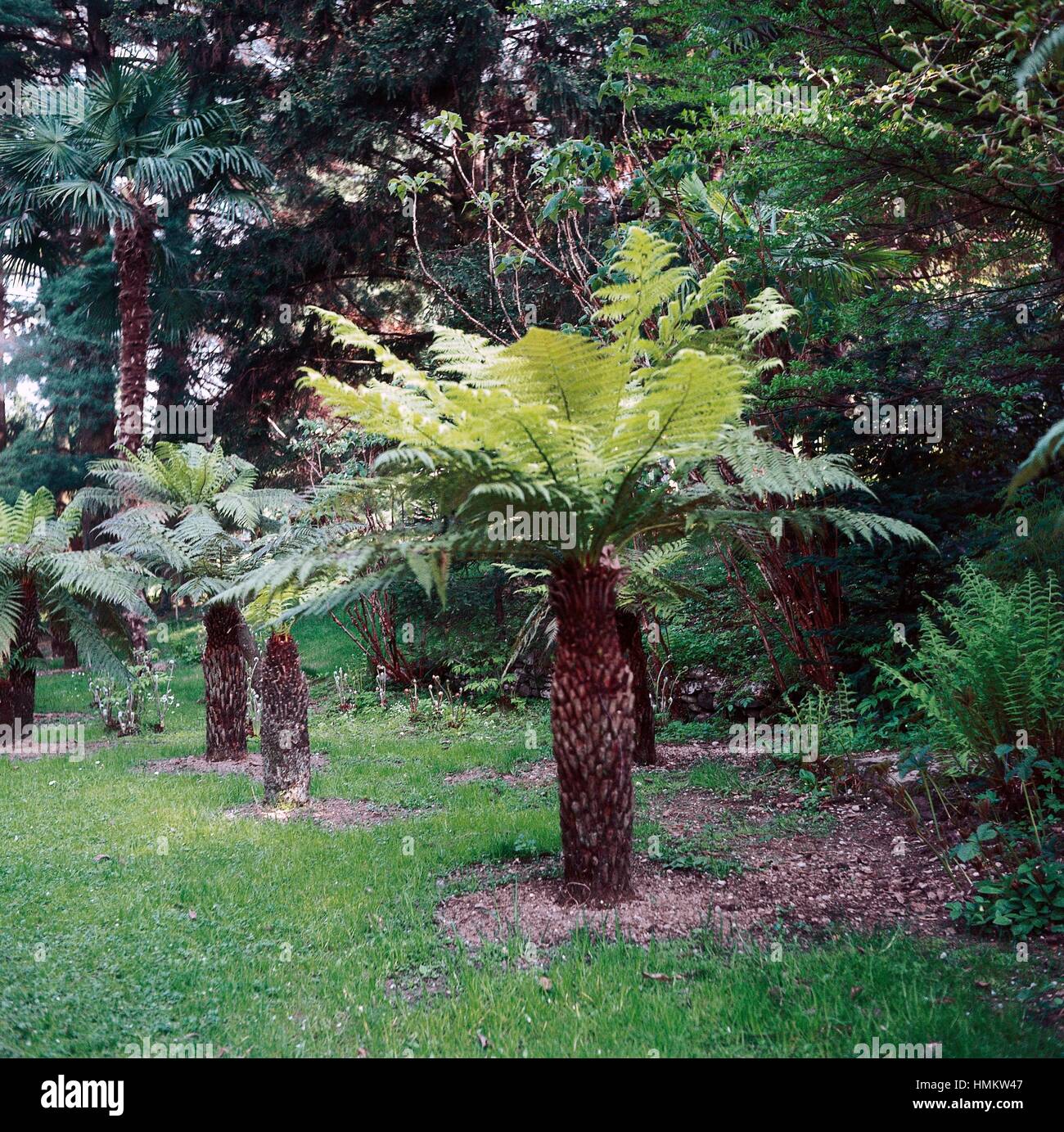 Australian Tree Fern or Soft Tree Fern (Dicksonia antarctica ...