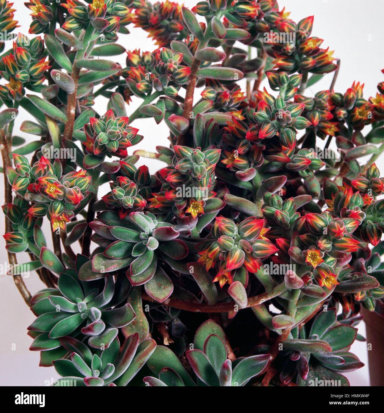 Echeveria (Echeveria sp), Crassulaceae Stock Photo - Alamy