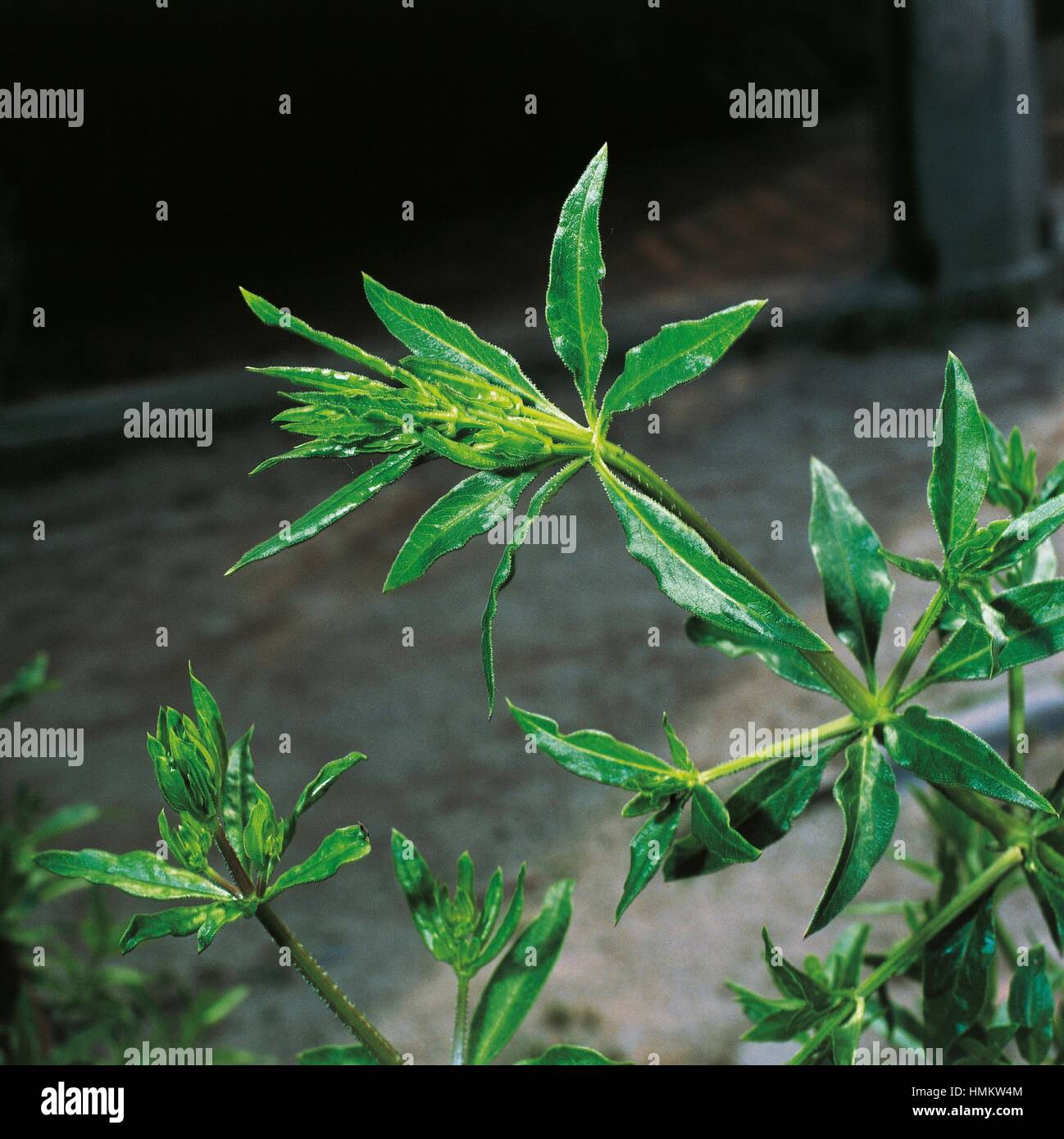 Madder hi-res stock photography and images - Alamy