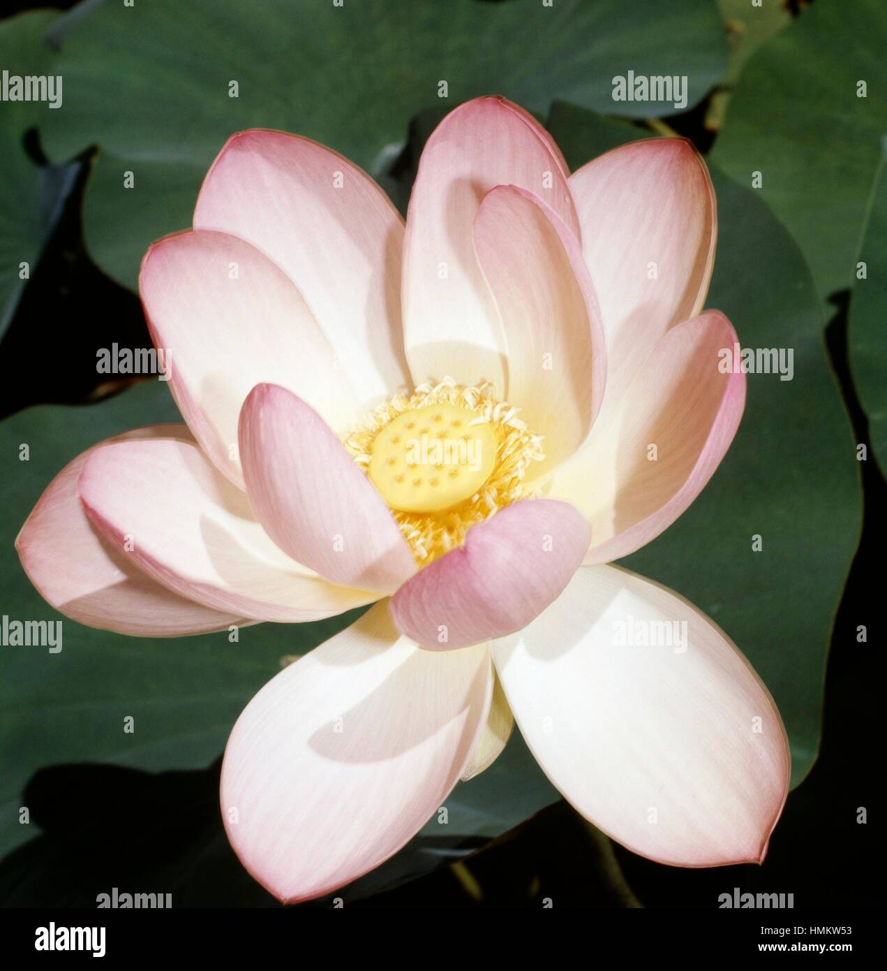 Sacred Lotus (Nelumbo nucifera), Nelumbonaceae Stock Photo - Alamy