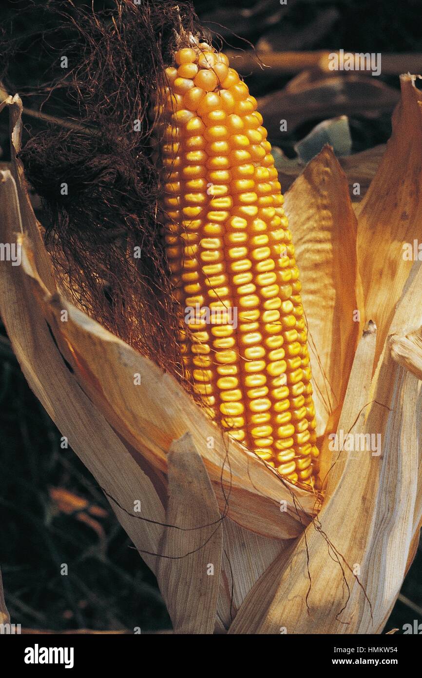 Maize or Corn ripe ear (Zea mays), Poaceae Stock Photo - Alamy