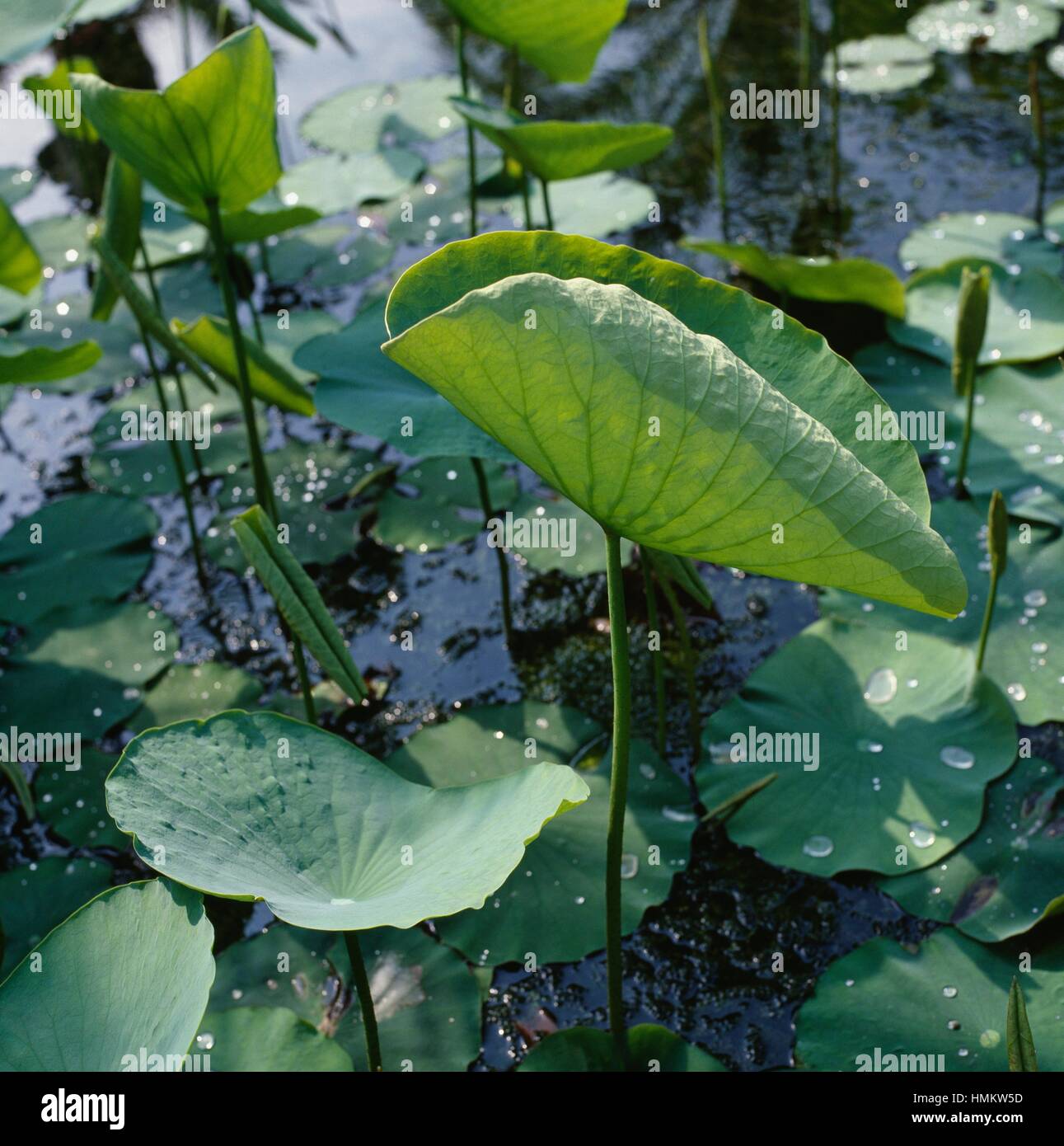 Sacred Lotus (Nelumbo nucifera), Nelumbonaceae Stock Photo - Alamy