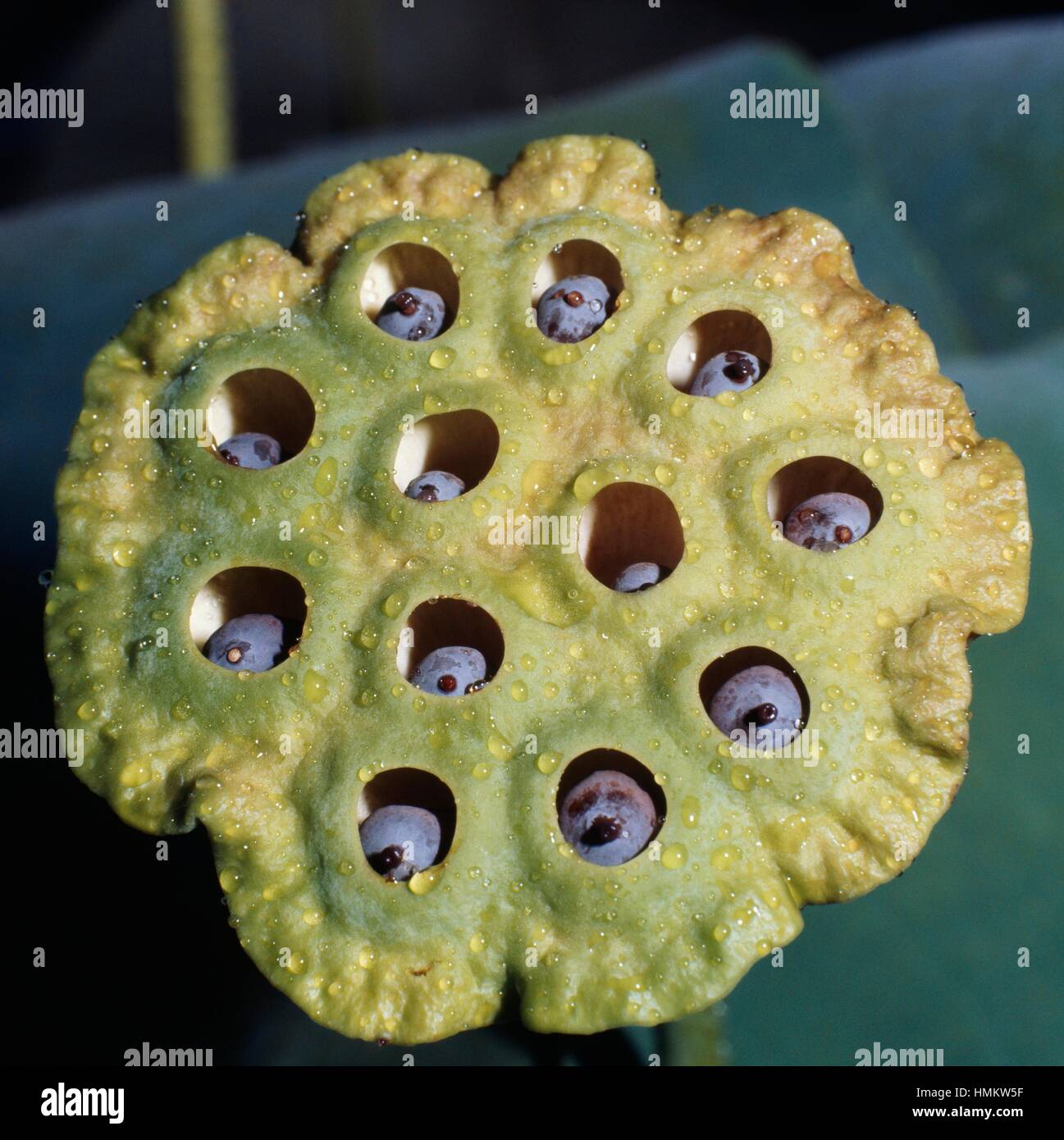 Sacred Lotus (Nelumbo nucifera), Nelumbonaceae Stock Photo - Alamy