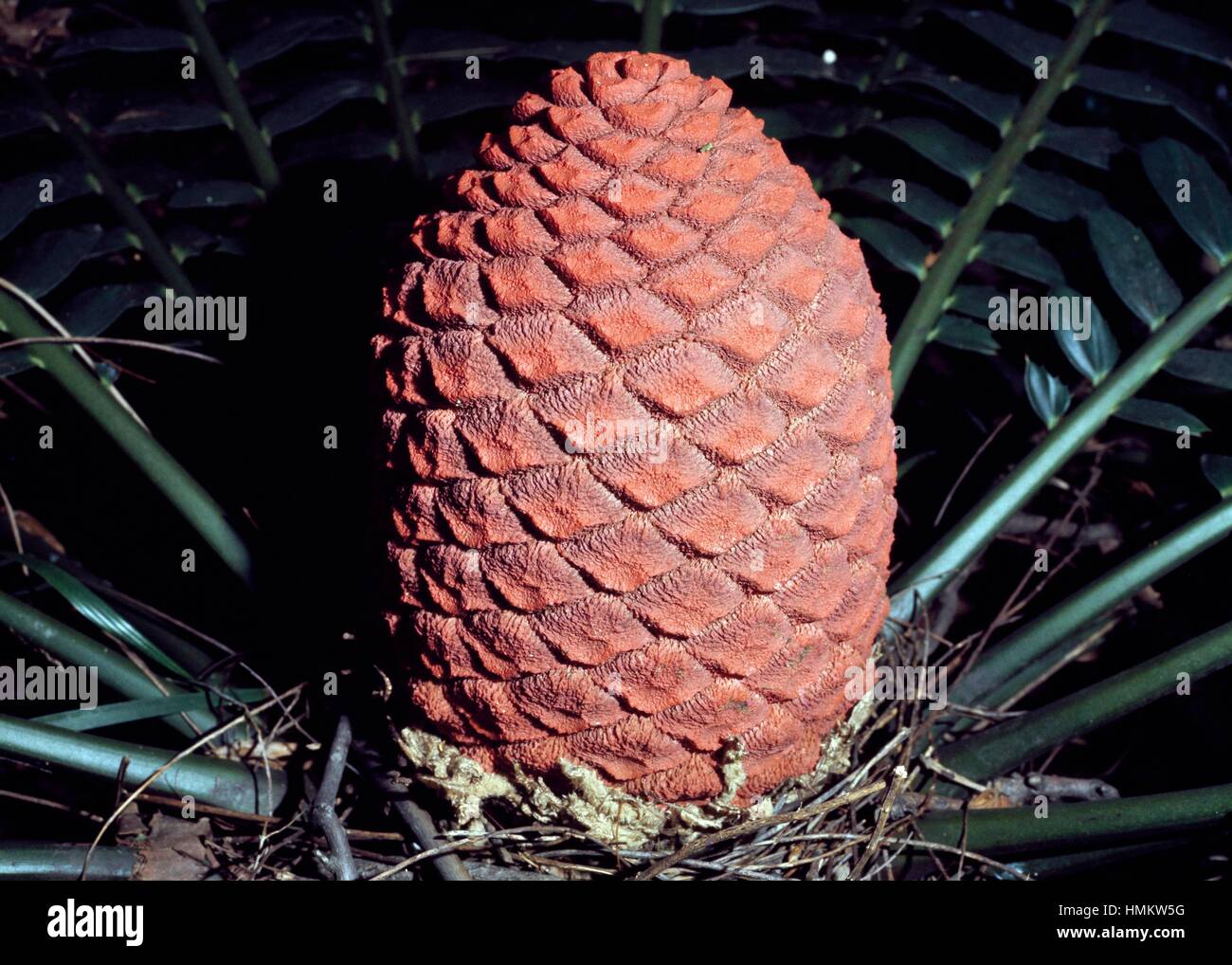 Cycas flower hi-res stock photography and images - Alamy