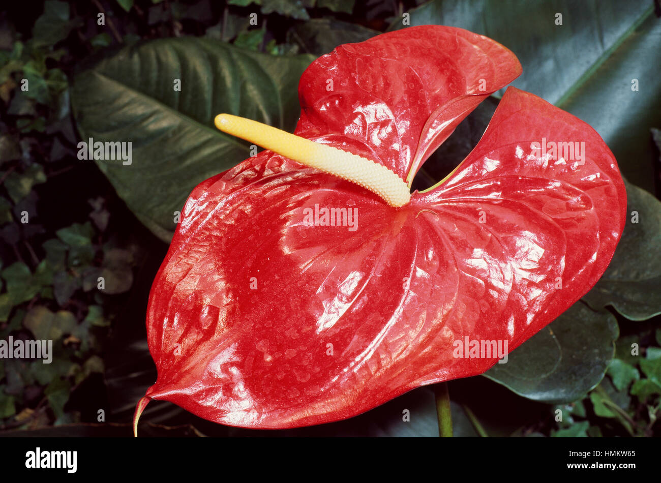 Anthurium or Flamingo Flower (Anthurium andraeanum), Araceae Stock ...