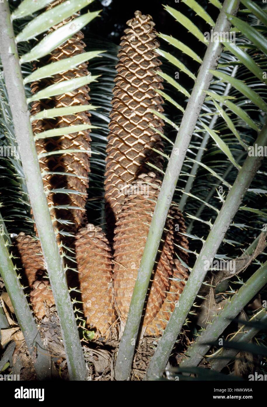 Cycadaceae detail hi-res stock photography and images - Alamy