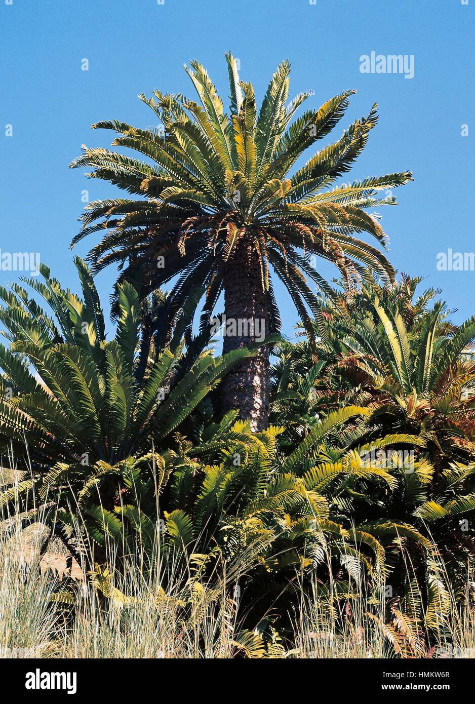 King sago palm specimens (Cycas revoluta), Cicadacee Stock Photo - Alamy