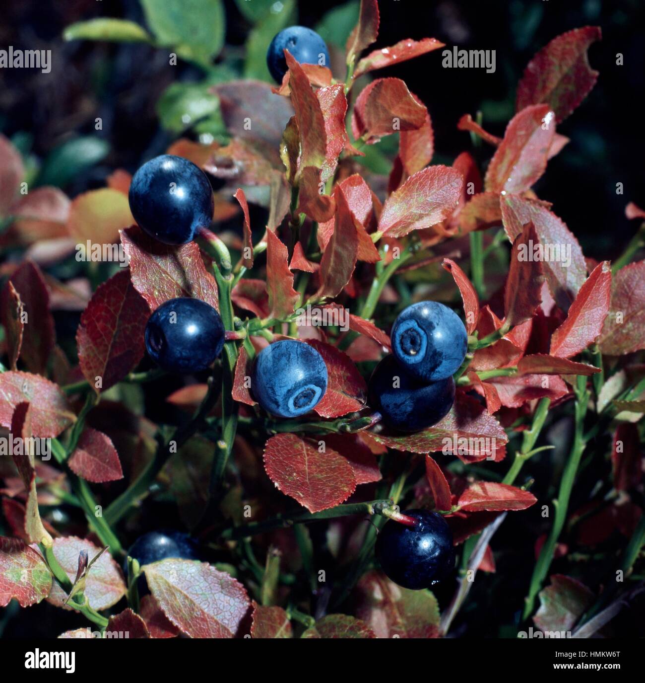 Bilberry (Vaccinium myrtillus), Ericaceae Stock Photo - Alamy