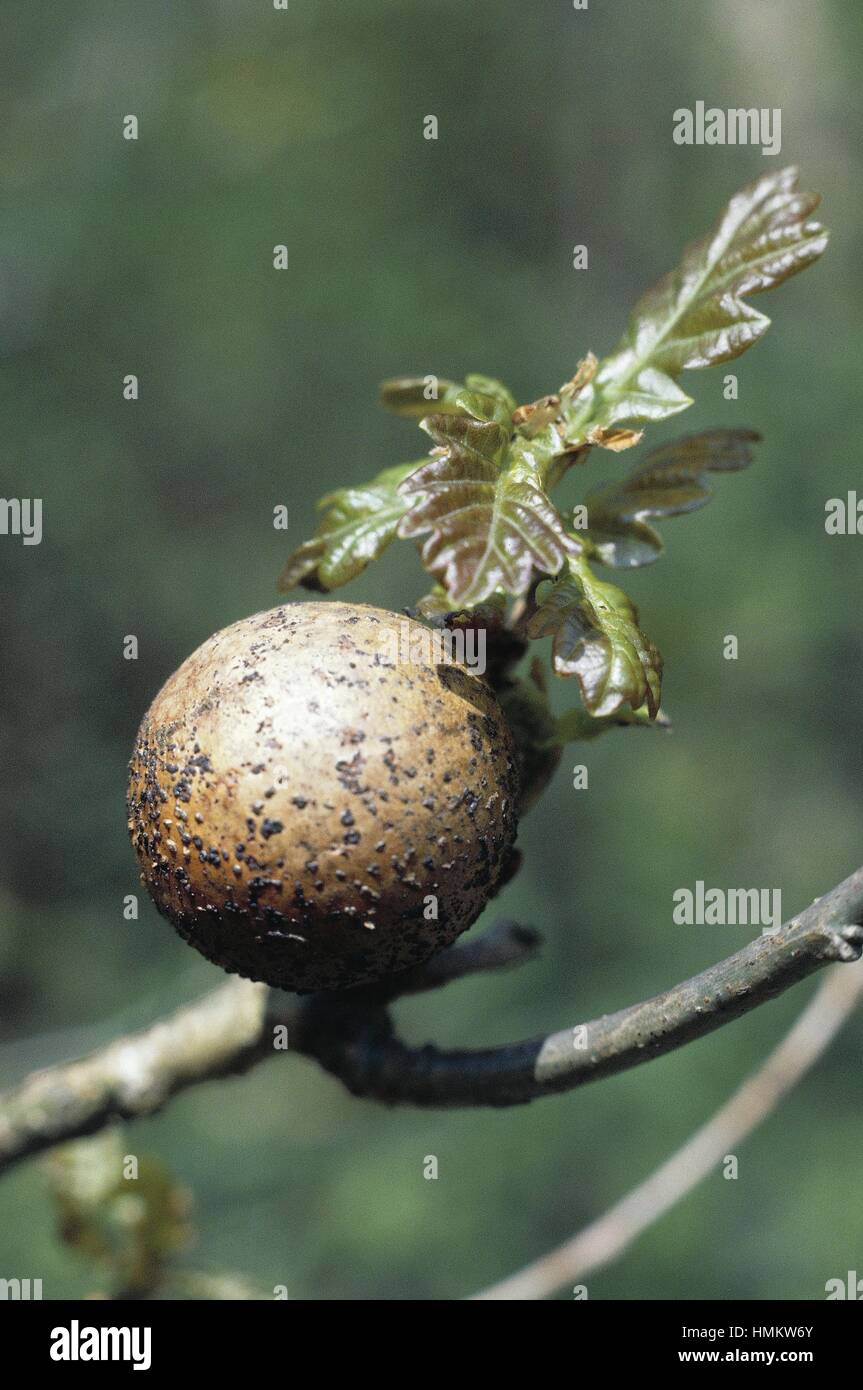Botany - Trees - Oak (Quercus robur) gall Stock Photo - Alamy