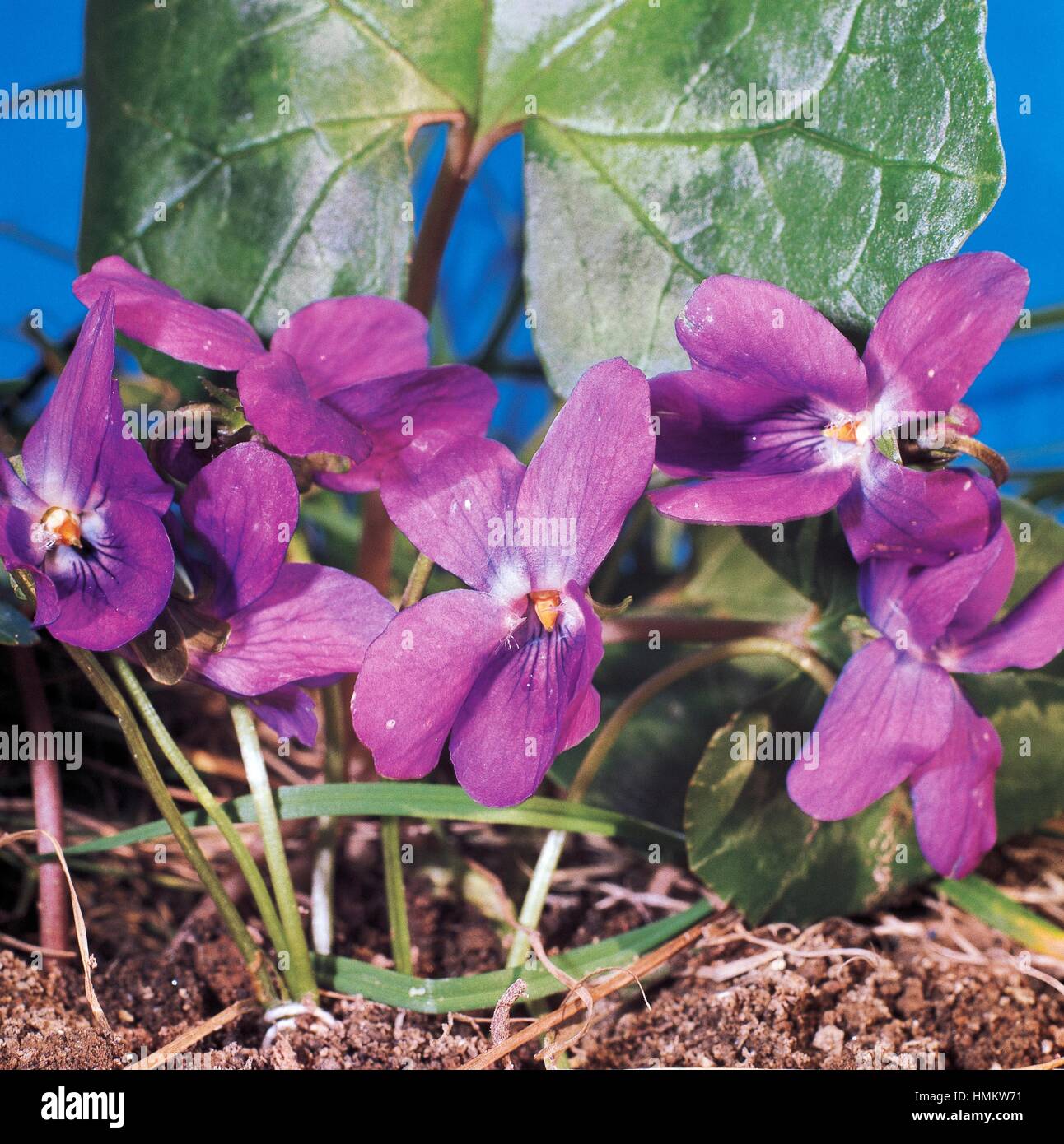Sweet Violet (Viola odorata), Violaceae Stock Photo - Alamy