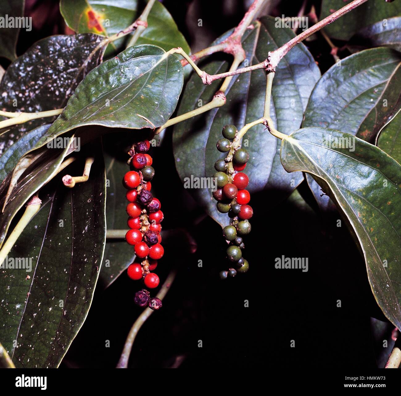 Black Pepper (Piper nigrum), Piperaceae Stock Photo - Alamy