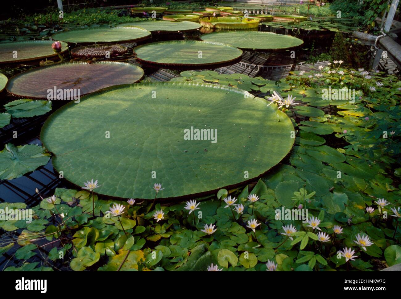 Water Lily (Victoria amazonica or Victoria regia), Nymphaeaceae Stock ...