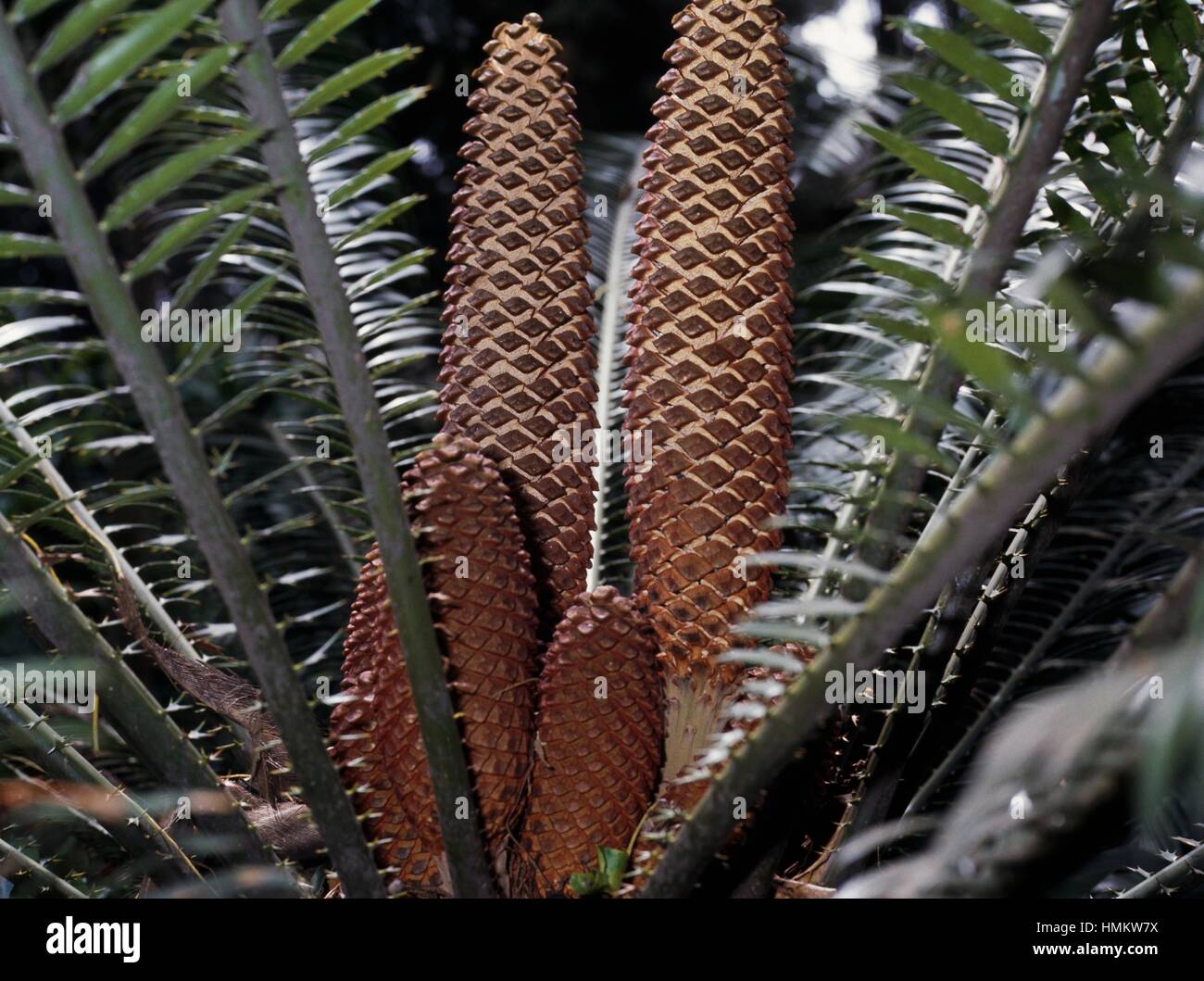 Tongaland Cycad or Zululand Cycad male cones (Encephalartos ferox ...