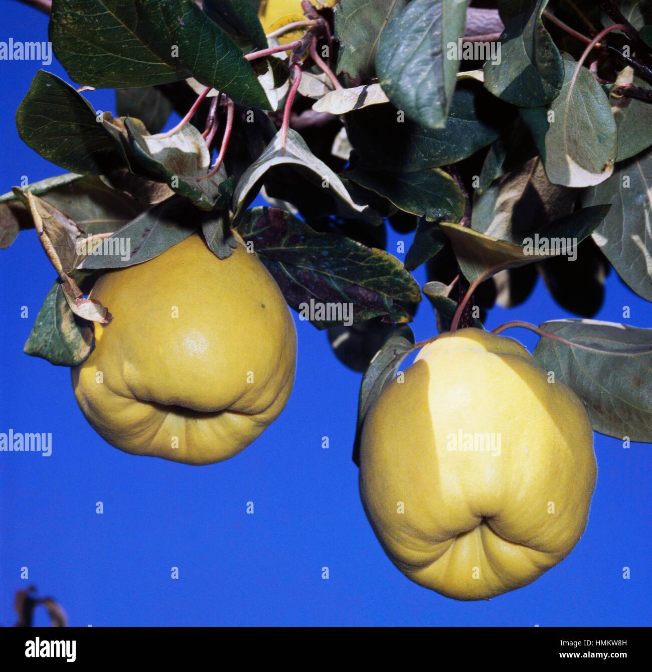 Quince (Cydonia oblonga), Rosaceae Stock Photo - Alamy