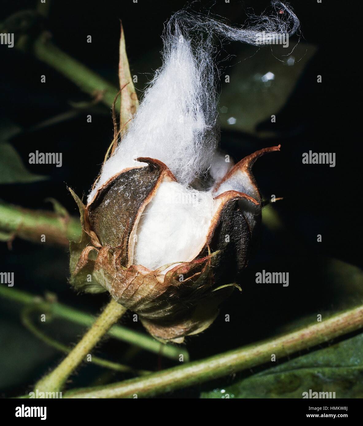 Mature cotton capsule gossypium sp hi-res stock photography and images ...