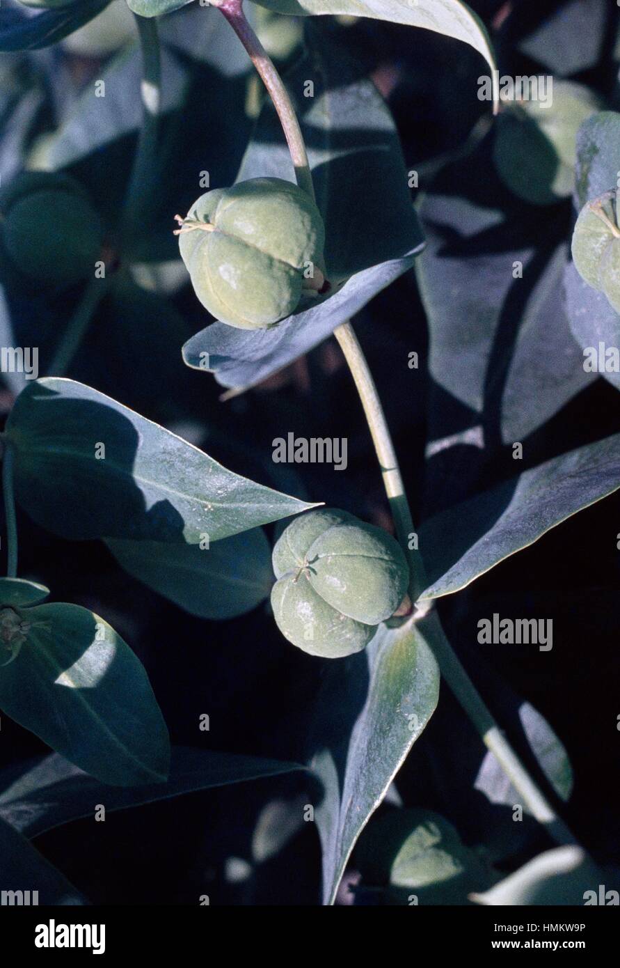 Caper Spurge or Paper Spurge seed pods (Euphorbia lathyris ...