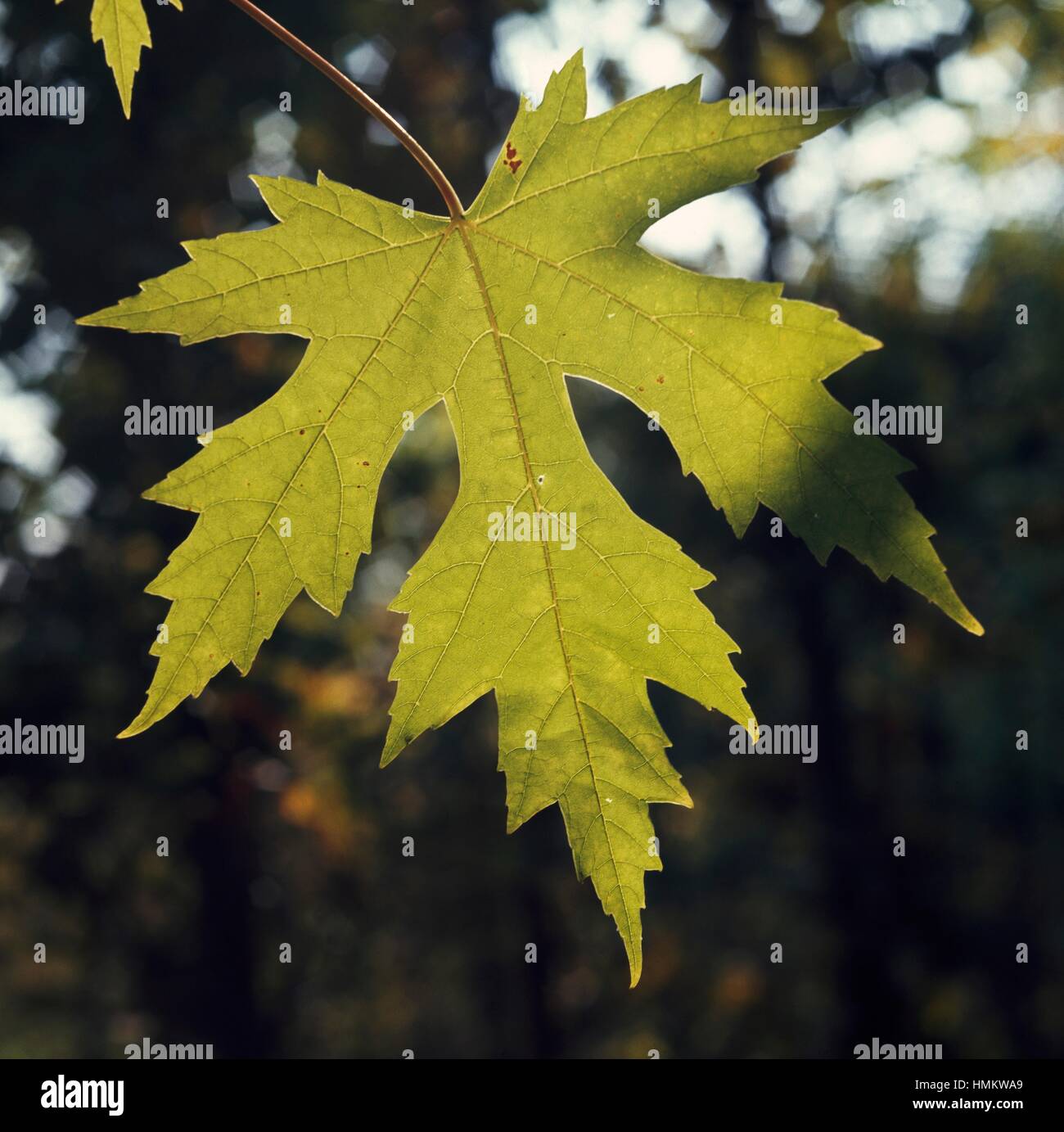 Acer saccharum aceraceae hi-res stock photography and images - Alamy