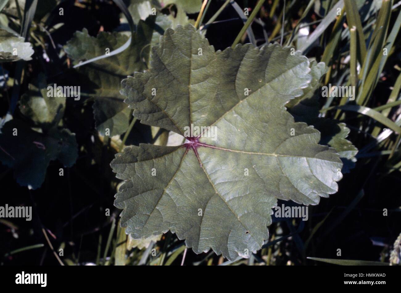 Common mallow leaf malva sylvestris hi-res stock photography and images ...