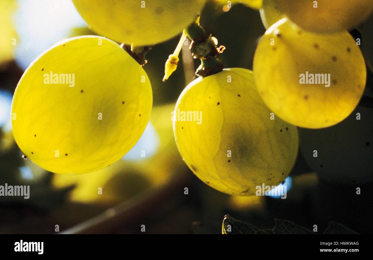 Grape berries of white grapes (Vitis vinifera Stock Photo - Alamy