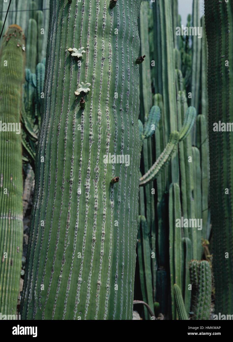 Cactaceae succulent stem. Detail Stock Photo - Alamy