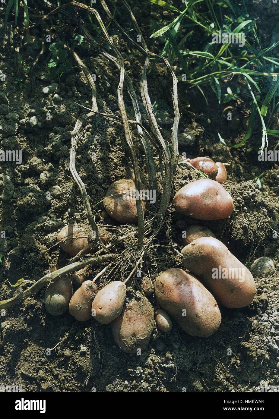 Potato (Solanum tuberosum), Solanaceae Stock Photo - Alamy