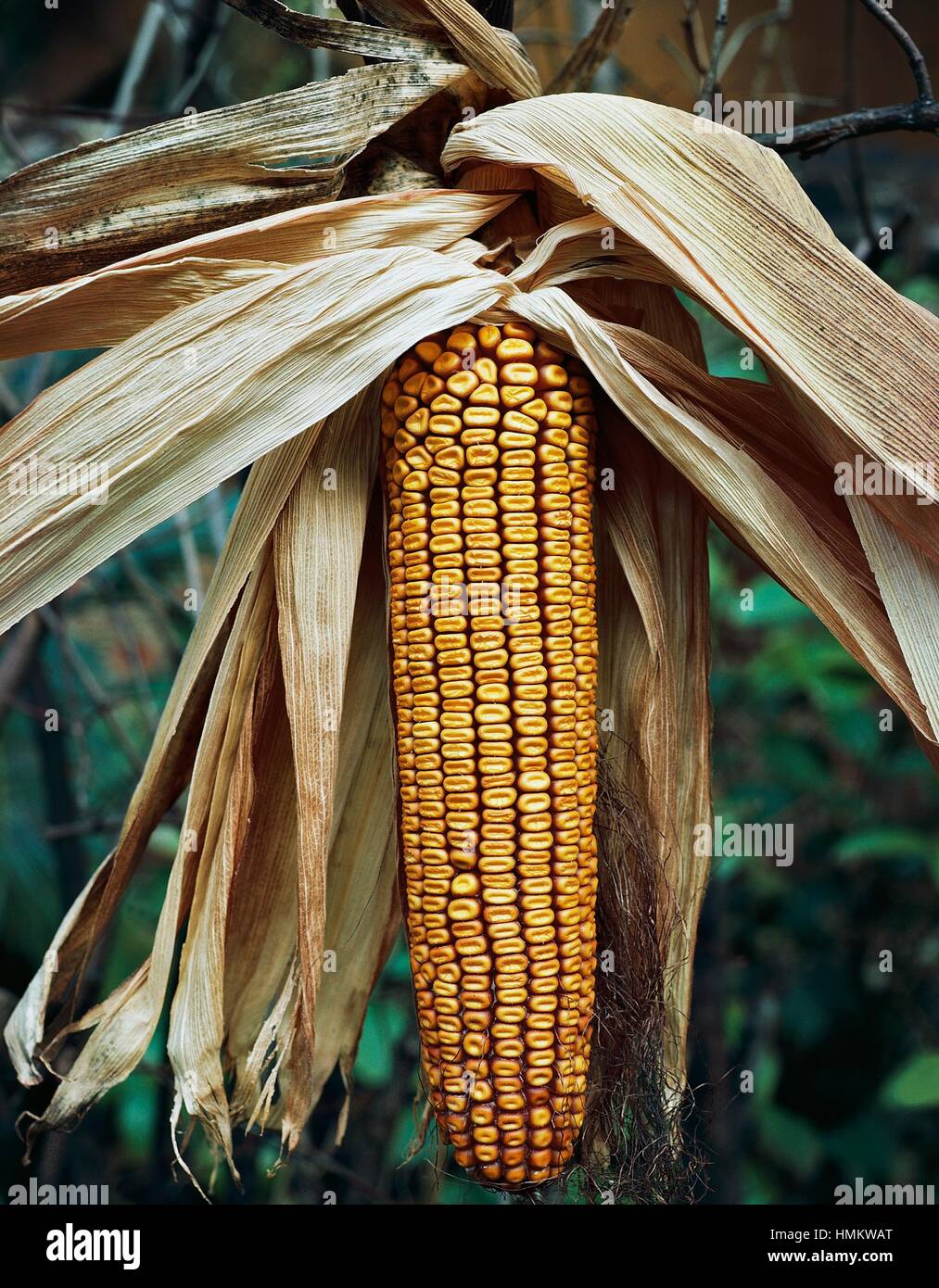 Ear of Corn (Zea mays), Poaceae Stock Photo - Alamy