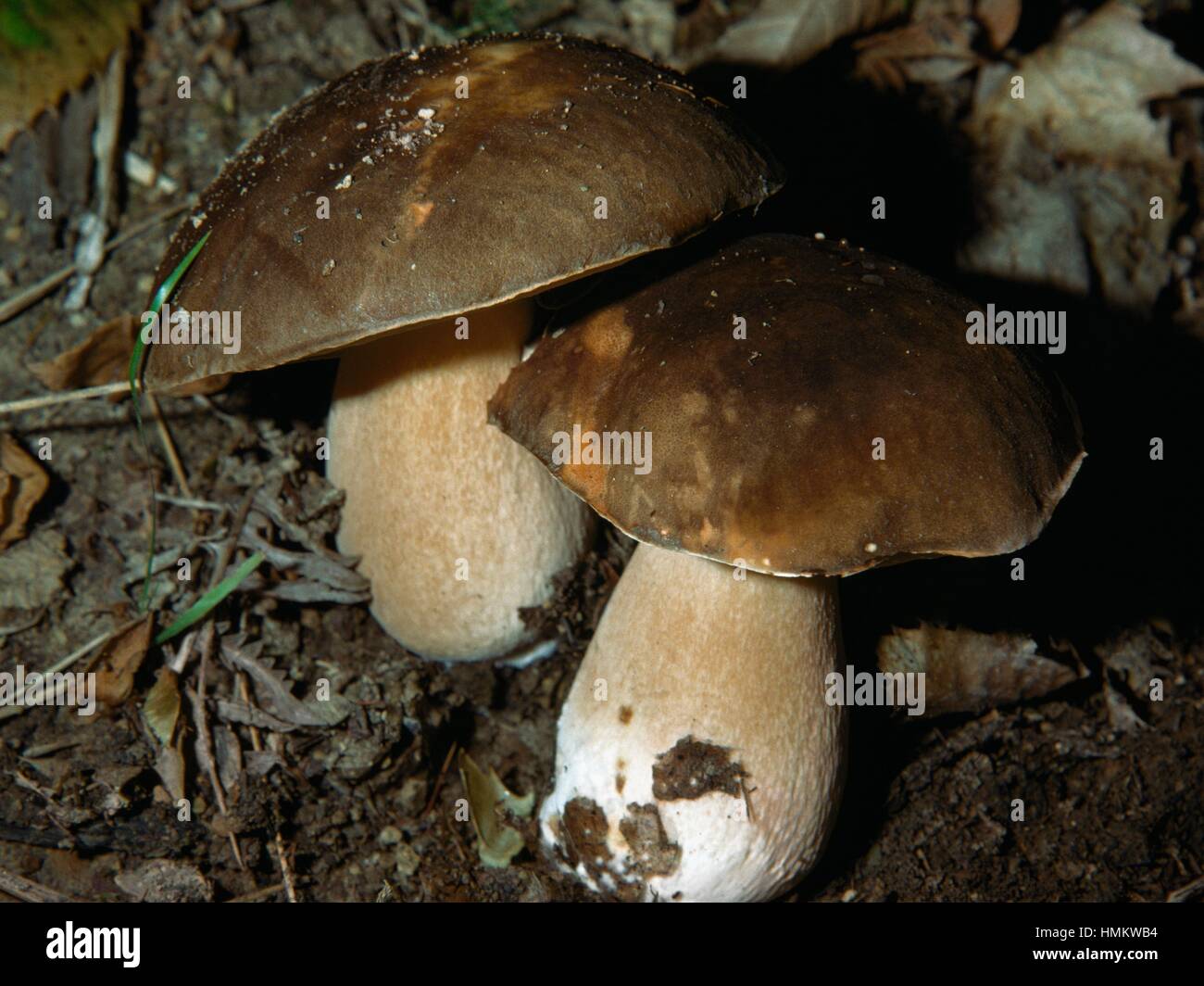 Queen bolete hi-res stock photography and images - Alamy