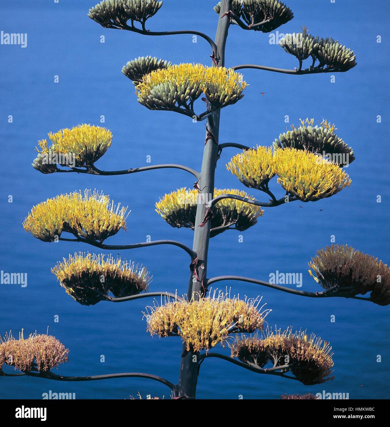 Century plant, maguey or American aloe (Agave americana) blooming ...